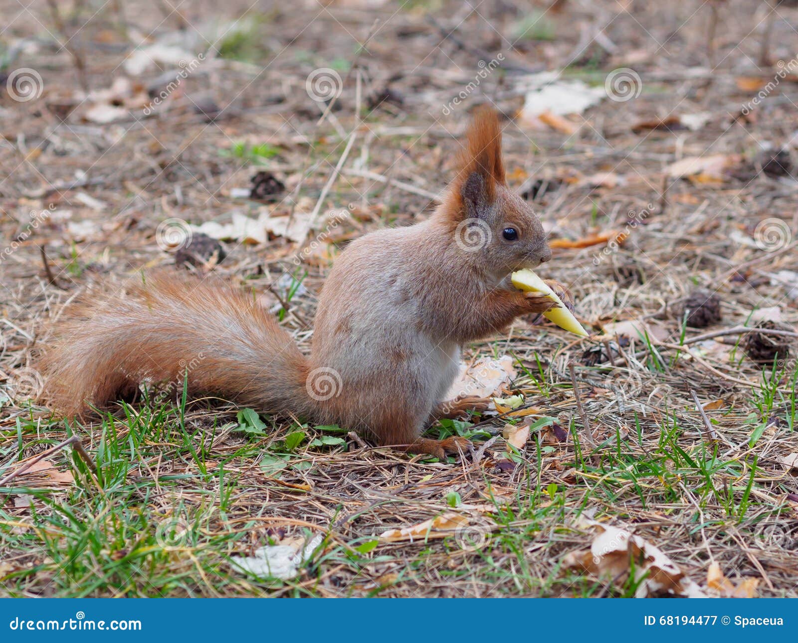 Cute Red Squirrel Eating Apple Fruit and Posing in the Park Stock Image ...