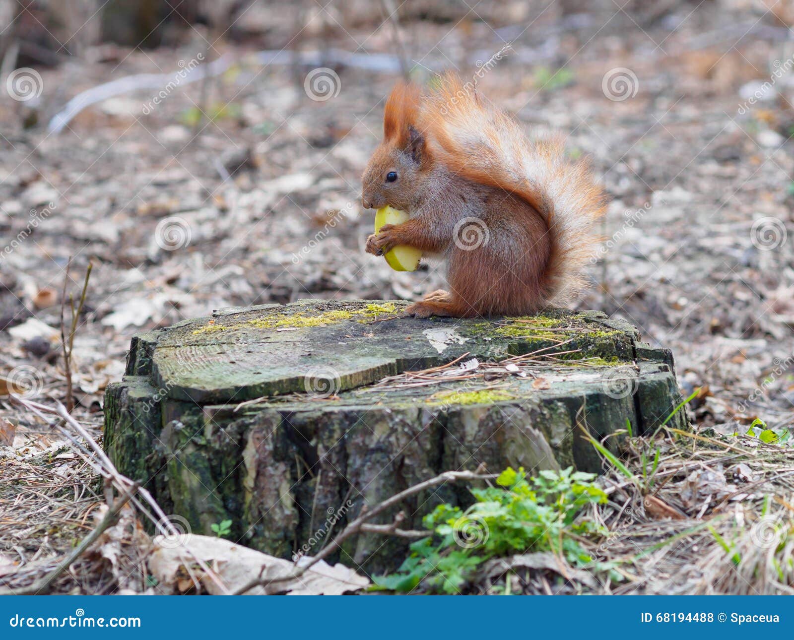 Cute Red Squirrel Eating Apple Fruit and Posing on the Stump in Stock ...