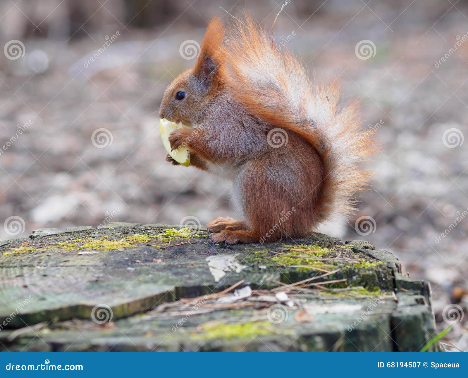 Cute Red Squirrel Eating Apple Fruit and Posing on the Stump in Stock ...