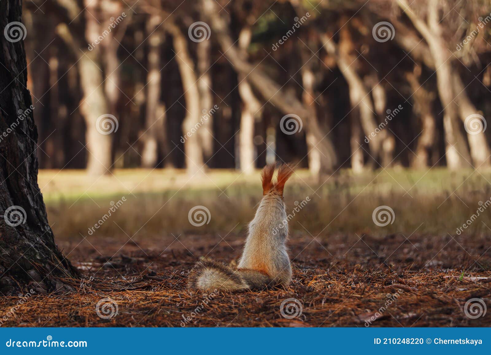 Cute Red Squirrel in Forest, Back View Stock Photo - Image of fluffy ...