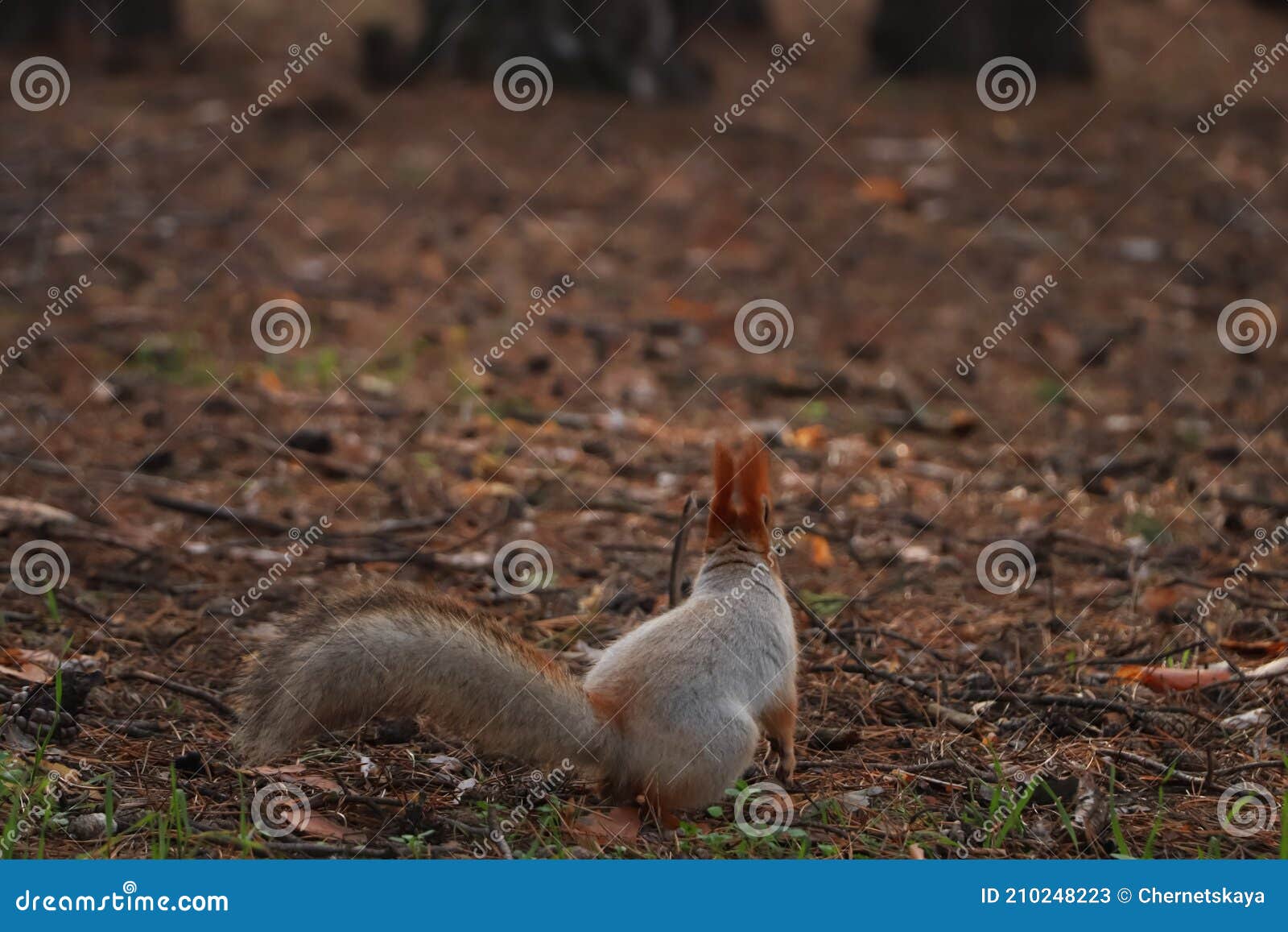 Cute Red Squirrel in Forest, Back View Stock Image - Image of pine ...