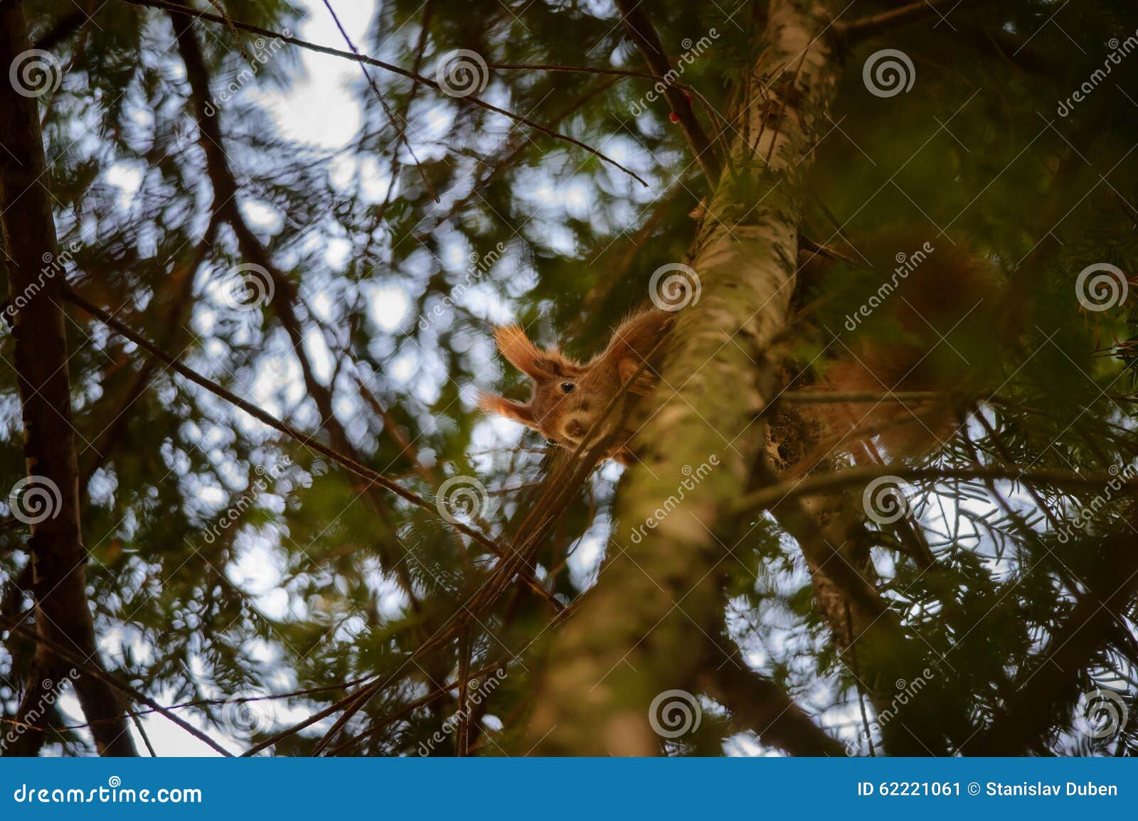 Cute Red Squirrel Hidden In Branches On Coniferous Tree Stock Image ...