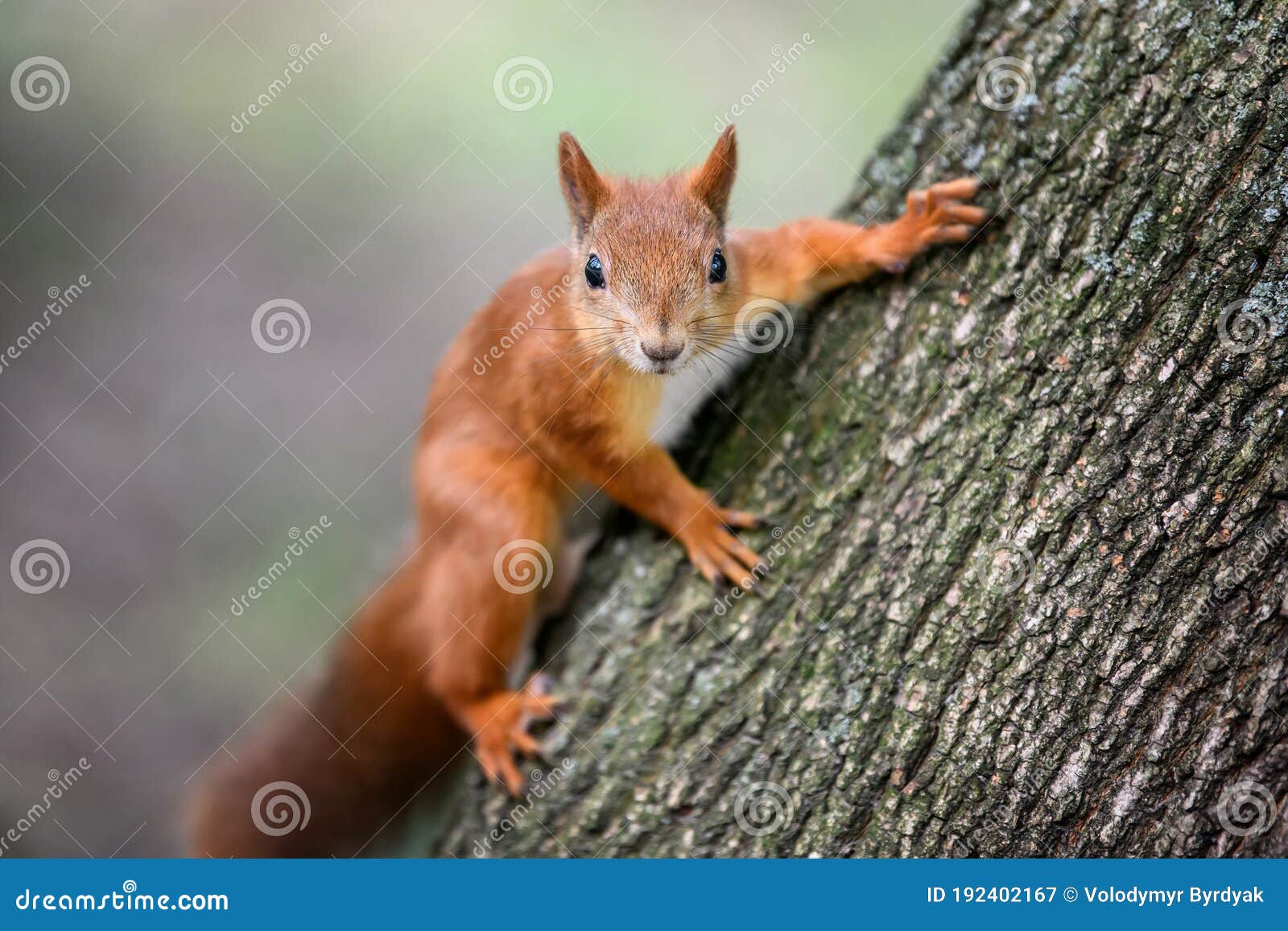 Cute Red Squirrel with Long Pointed Ears in Autumn Forerst Stock Image ...