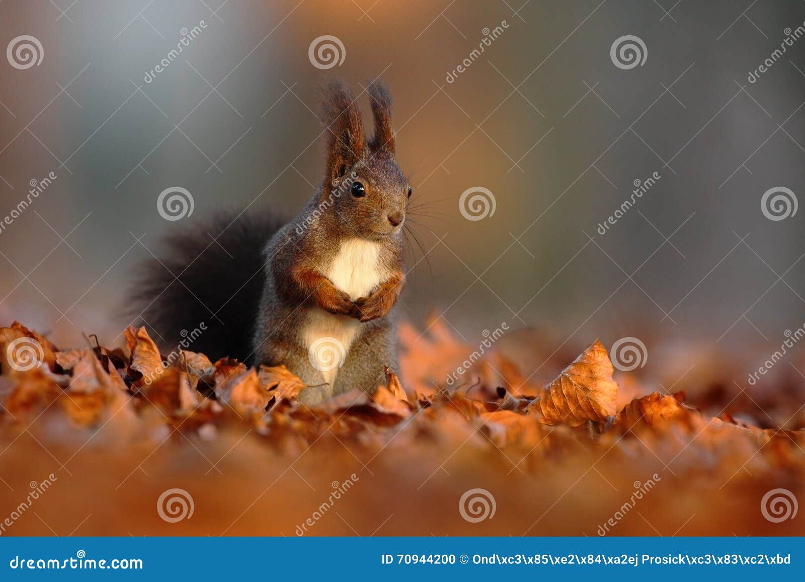 Cute Red Squirrel with Long Pointed Ears Eats a Nut in Autumn Orange ...
