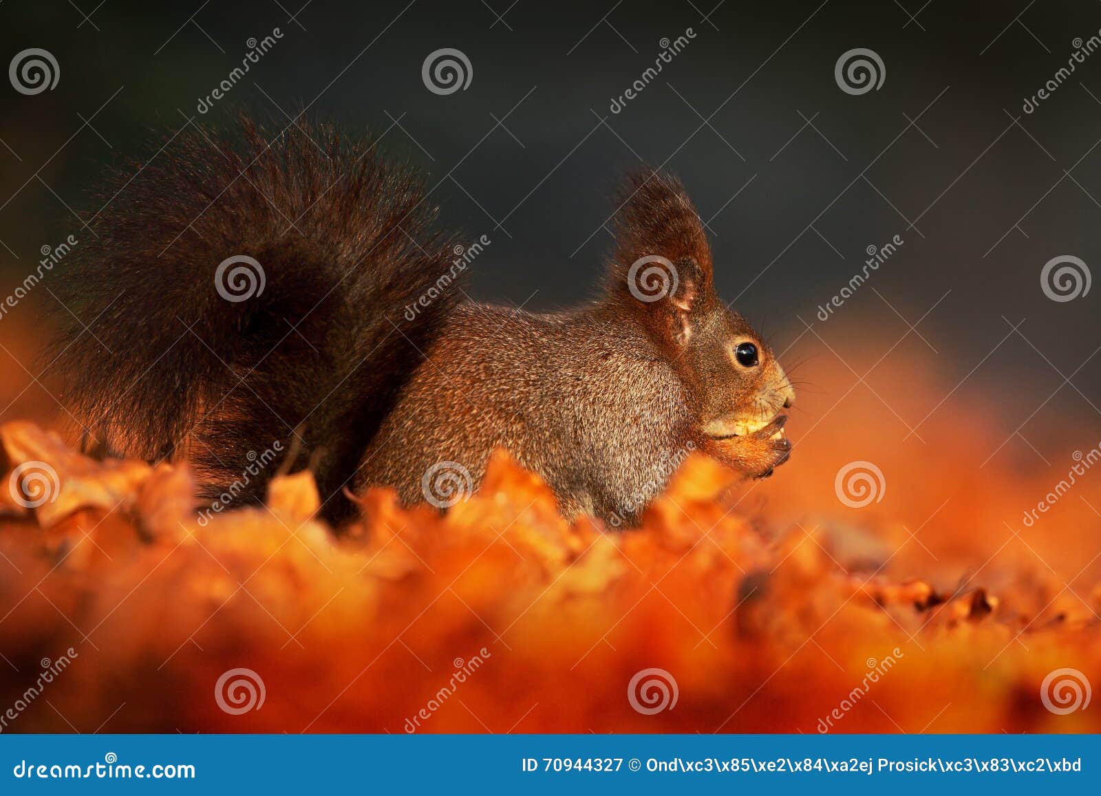 Cute Red Squirrel with Long Pointed Ears Eats a Nut in Autumn Orange ...
