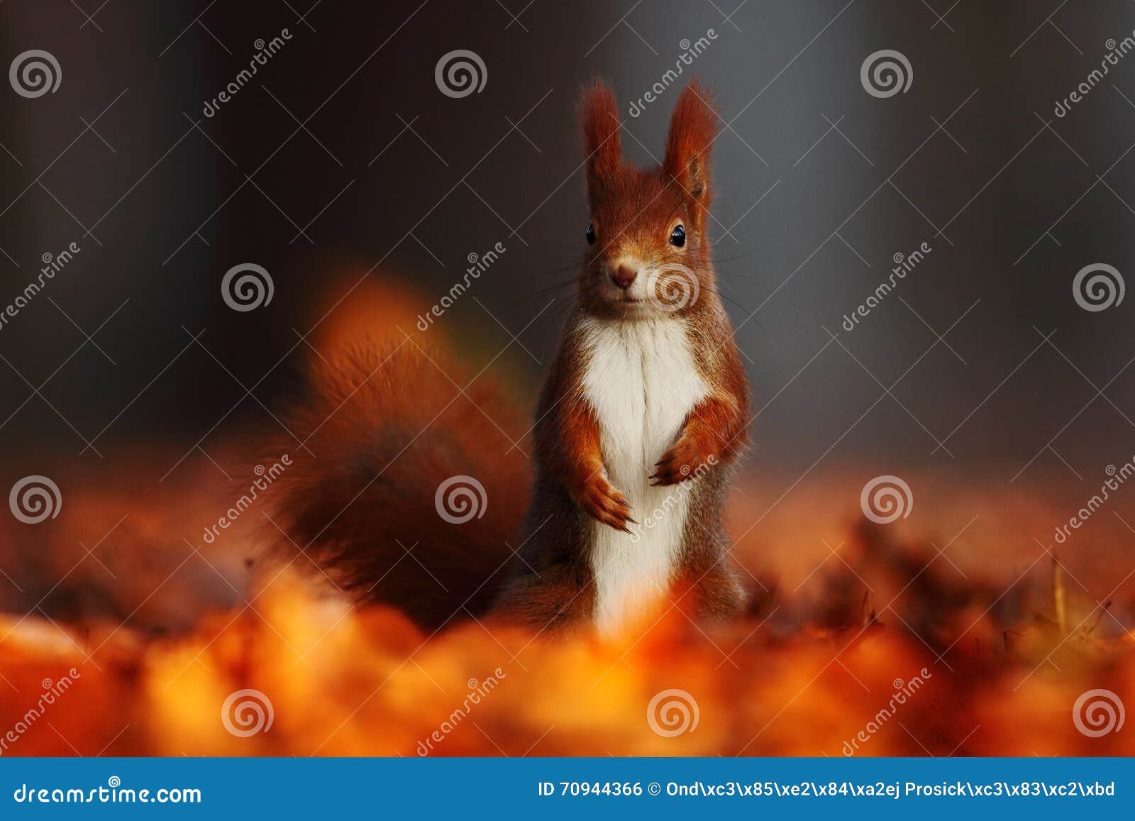 Cute Red Squirrel with Long Pointed Ears Eats a Nut in Autumn Orange ...
