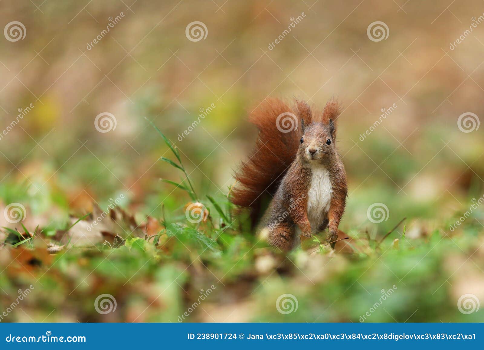 Cute Red Squirrel with Long Pointed Ears Eats a Nut in Autumn Orange ...