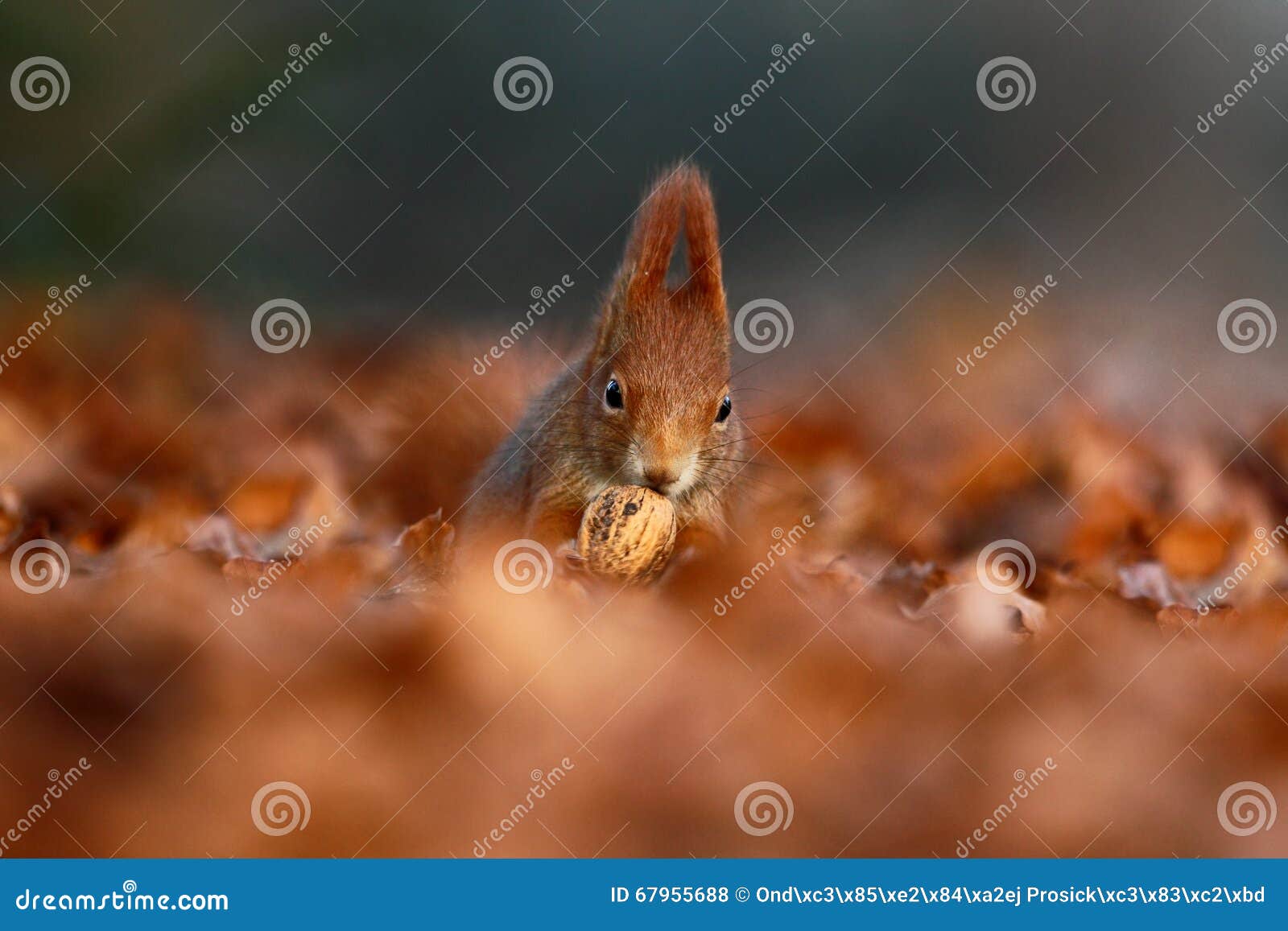 Cute Red Squirrel with Long Pointed Ears Eats a Nut in Autumn Orange ...