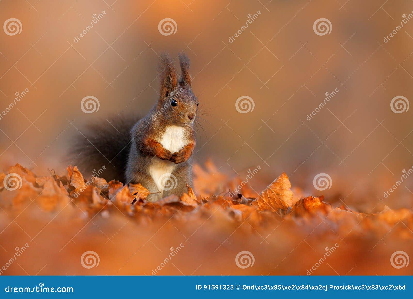 Cute Red Squirrel with Long Pointed Ears Eats a Nut in Autumn Orange ...