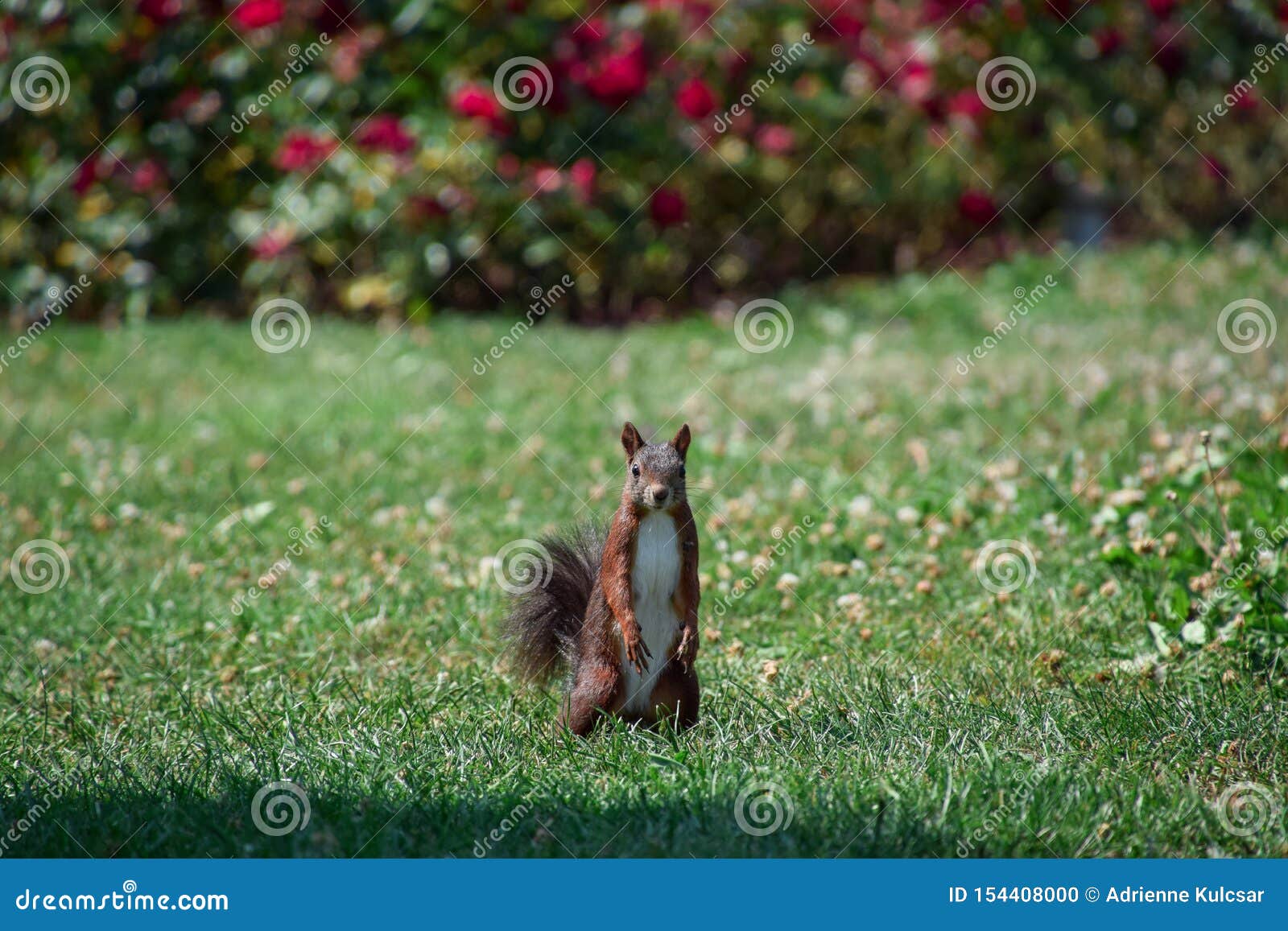 Cute Red Squirrel Looking in the Camera Stock Photo - Image of rodent ...