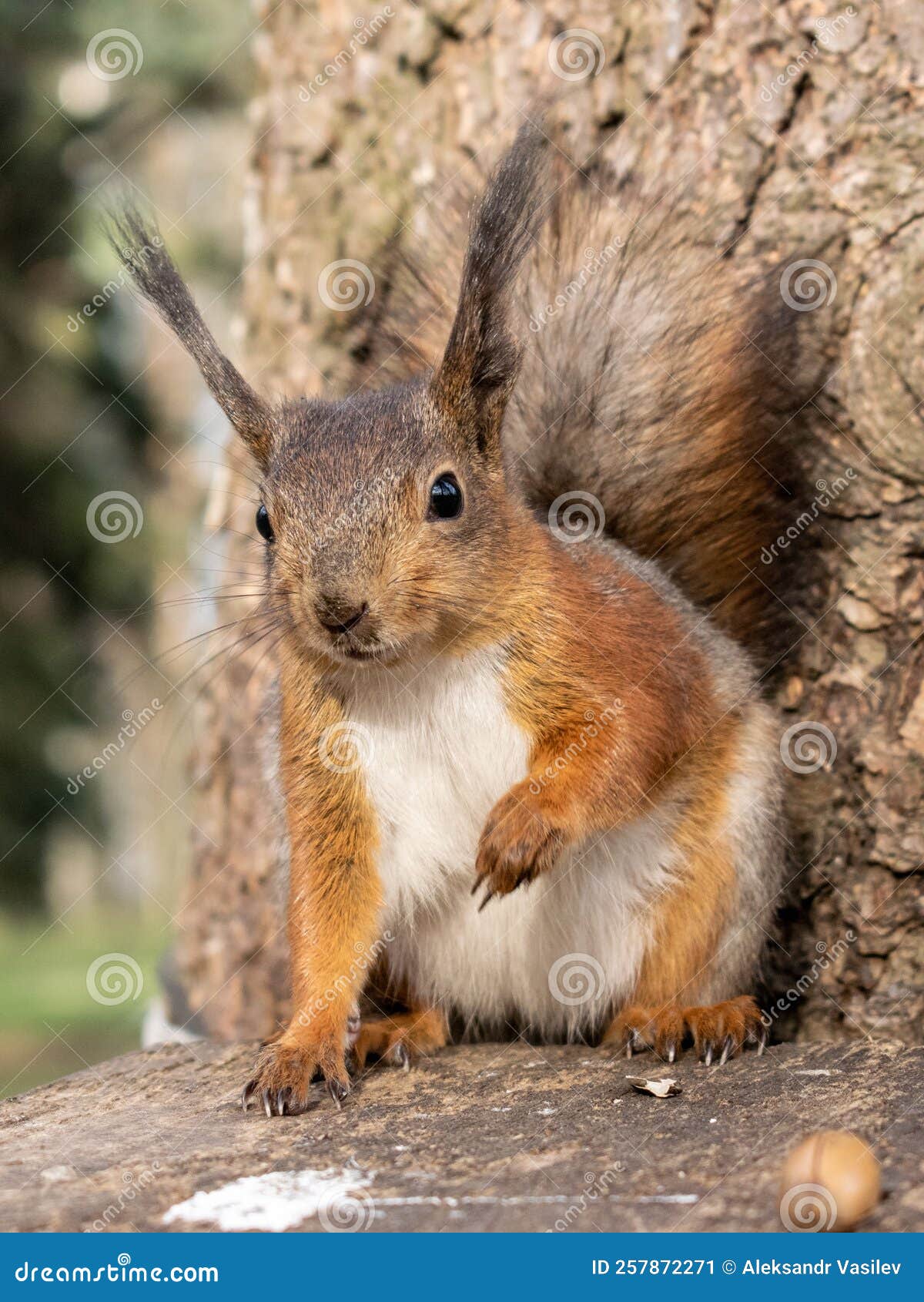 The Cute Red Squirrel Portrait Stock Image - Image of camera, rabbit ...