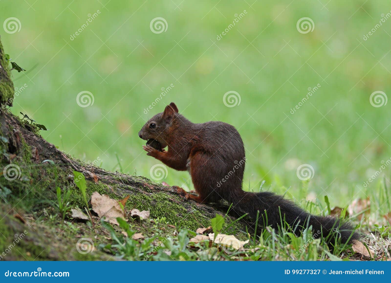 Red squirrel portrait stock image. Image of nature, animal - 99277327