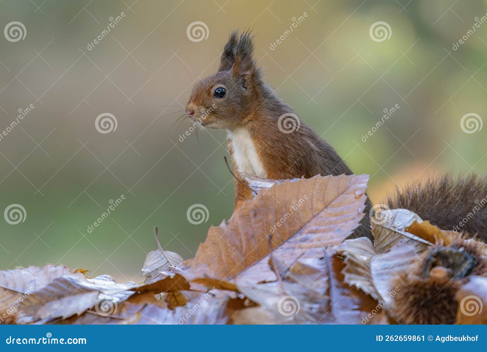 Cute Red Squirrel Sciurus Vulgaris in an Forest. Stock Image - Image of ...