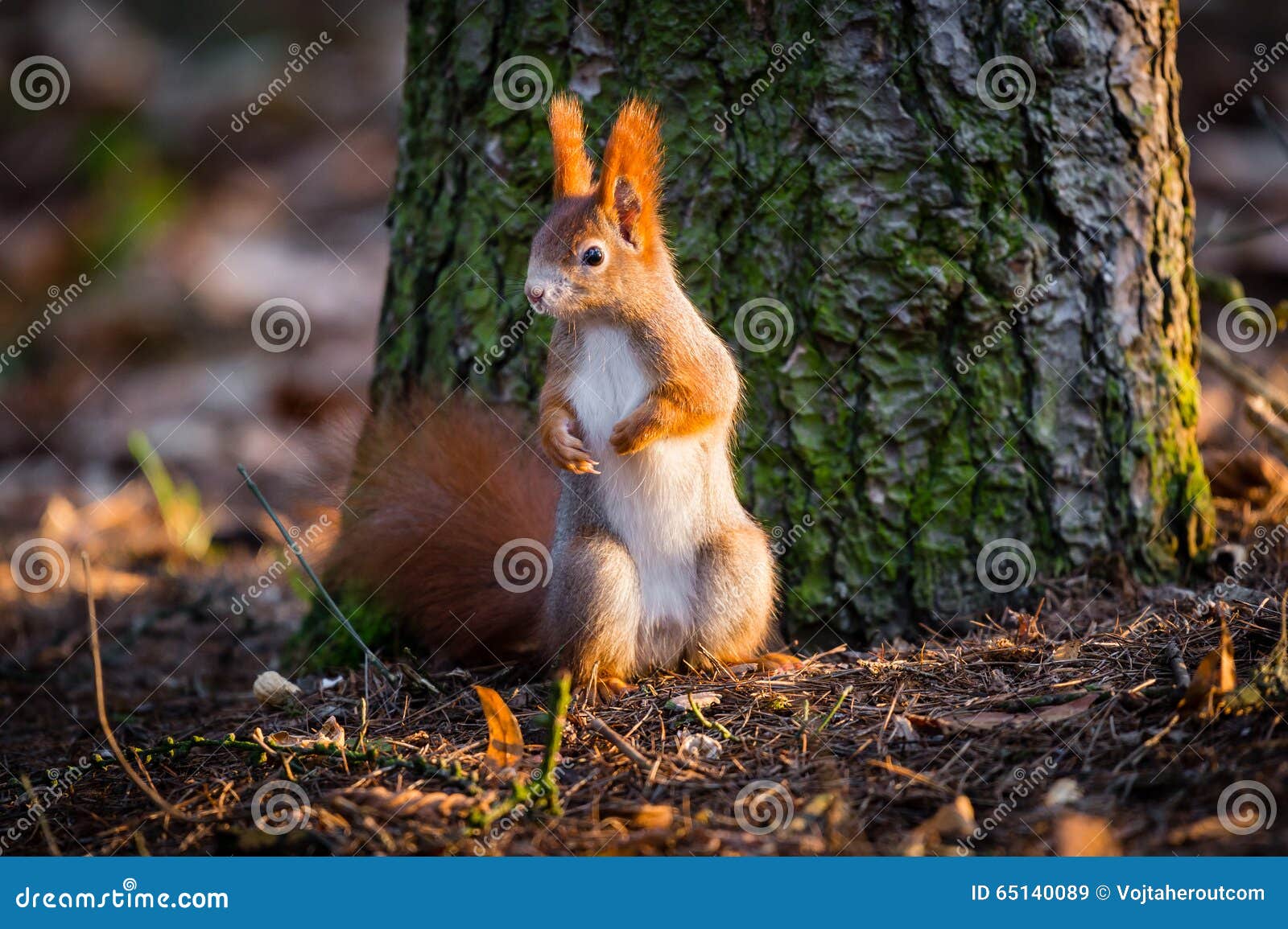 Cute Red Squirrel Watches Forest Warily Stock Image - Image of creature ...