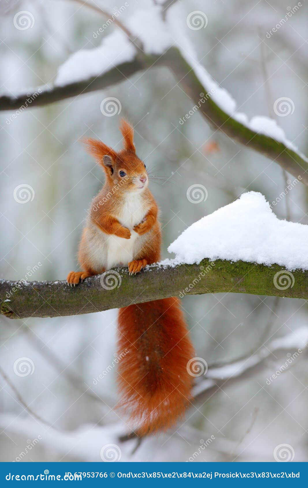 Cute Red Squirrel in Winter Scene with Snow Blurred Forest in the ...