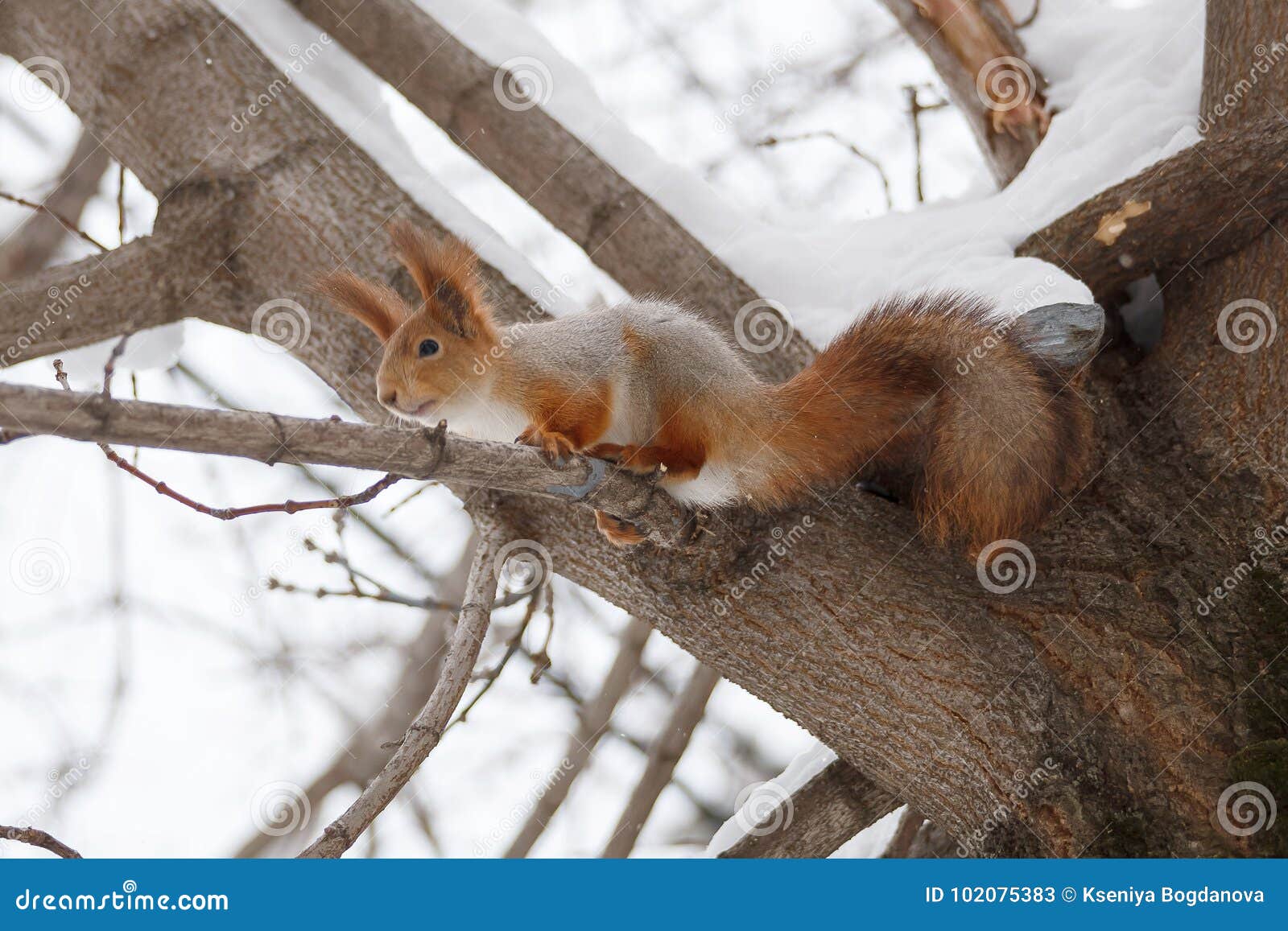 Squirrel in Winter stock image. Image of small, feeding - 102075383