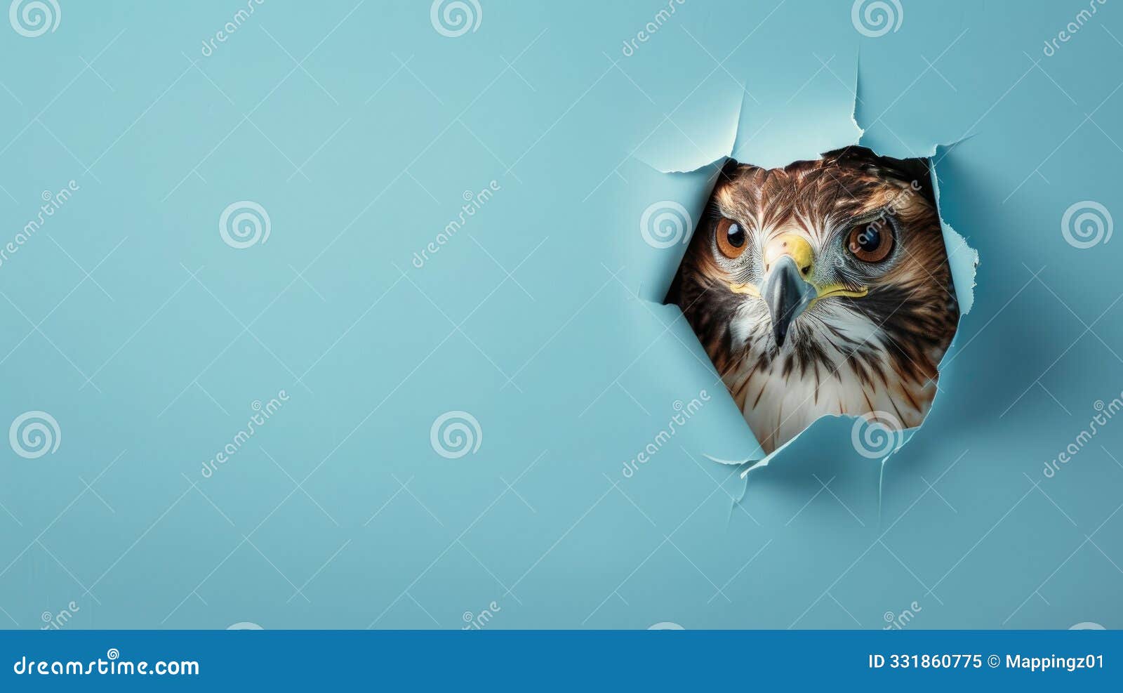 Cute Red-tailed Hawk Peeking through a Hole Stock Illustration ...