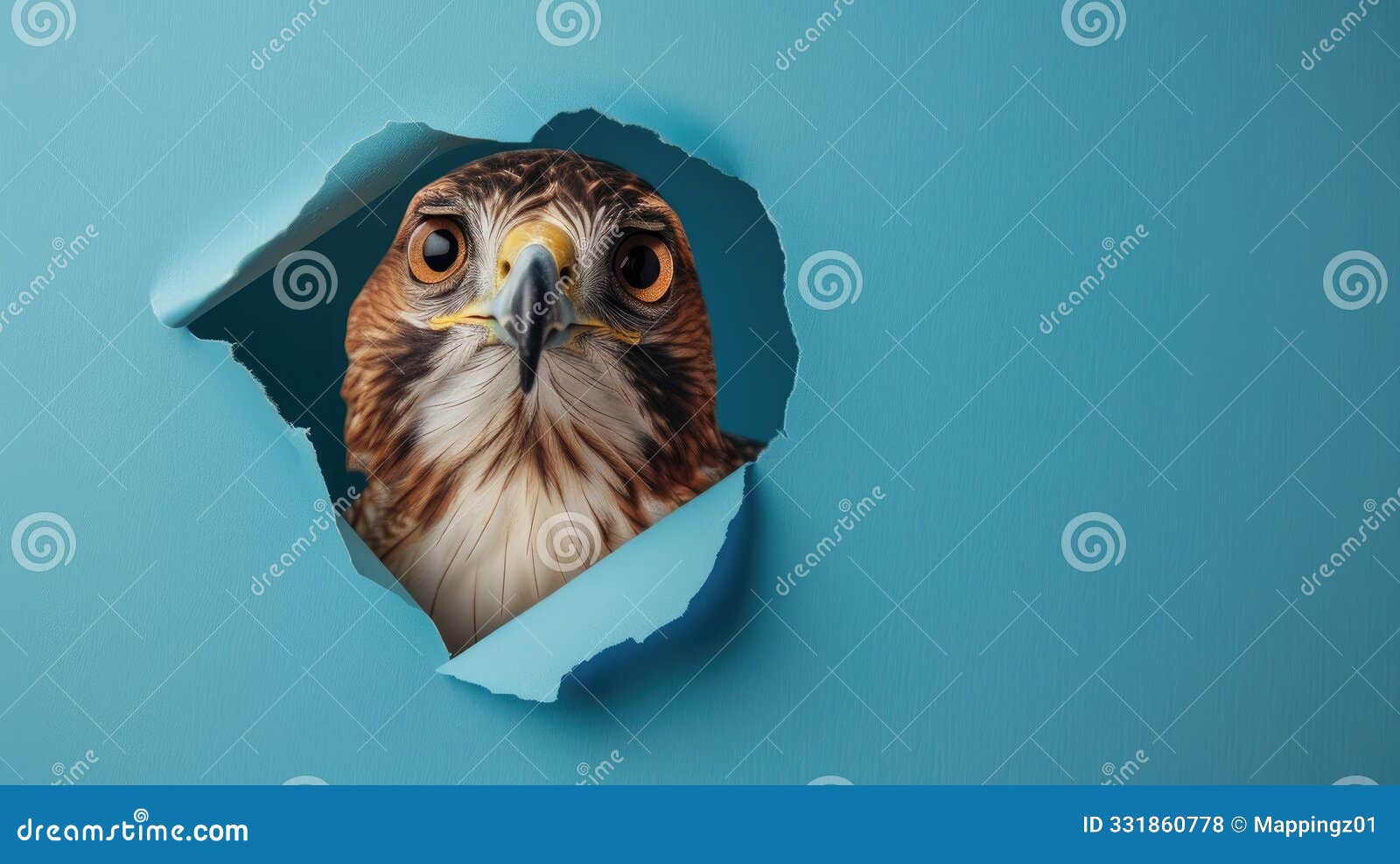 Cute Red-tailed Hawk Peeking through a Hole Stock Illustration ...