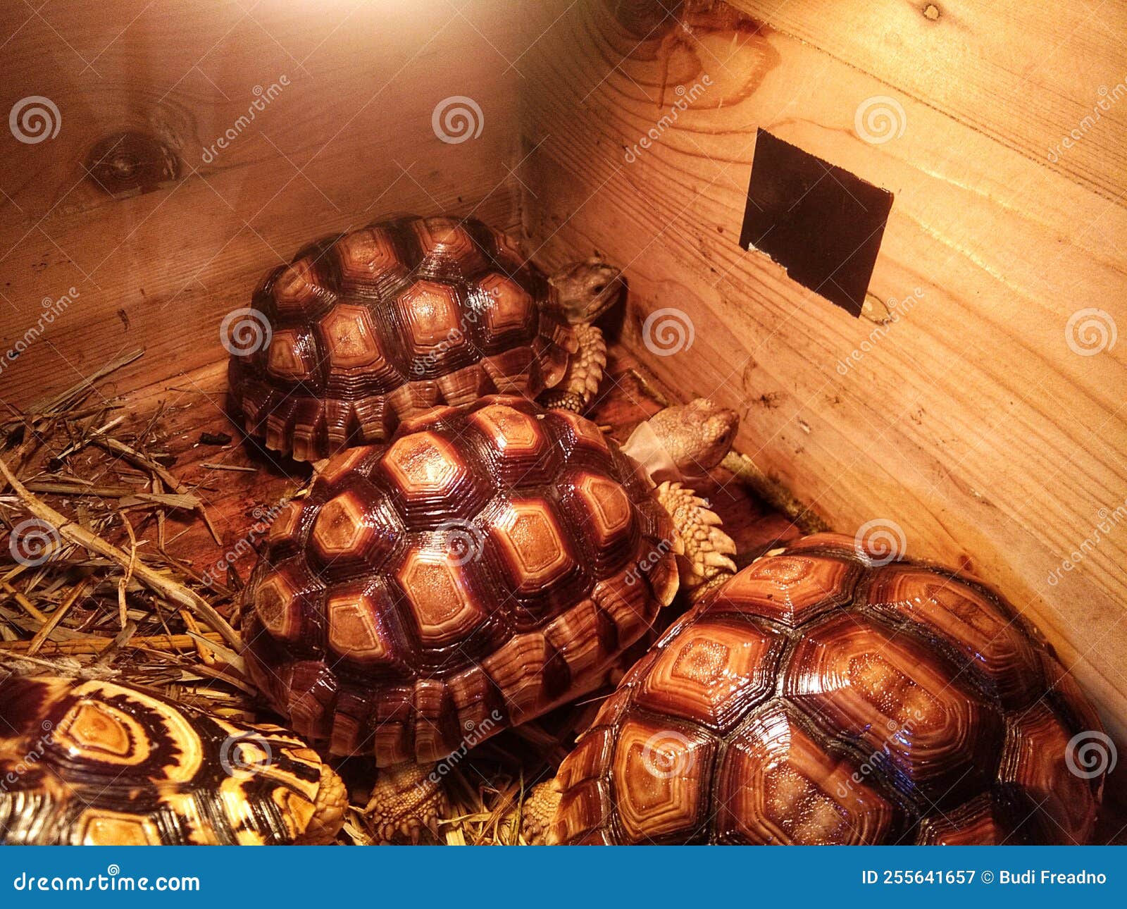 Cute red toe turtle stock image. Image of reptile, amphibian - 255641657