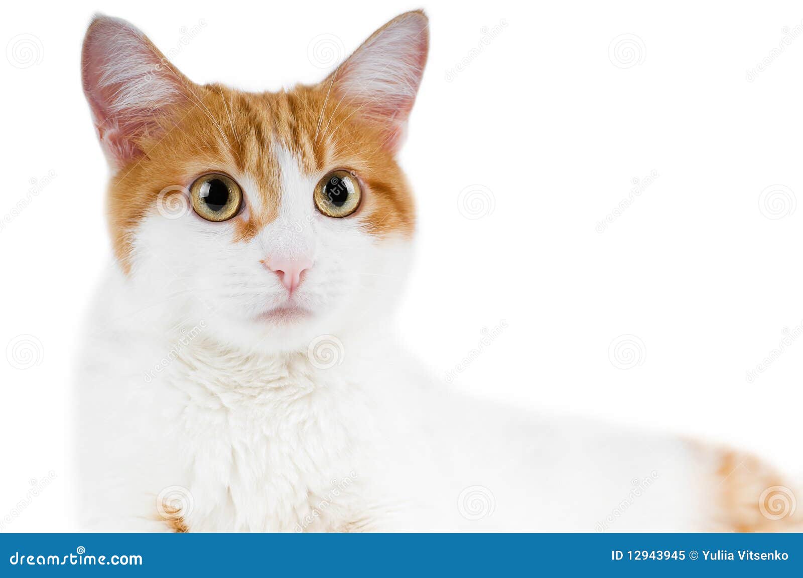 Cute Red and White Cat Isolated Stock Image - Image of feline, positive ...