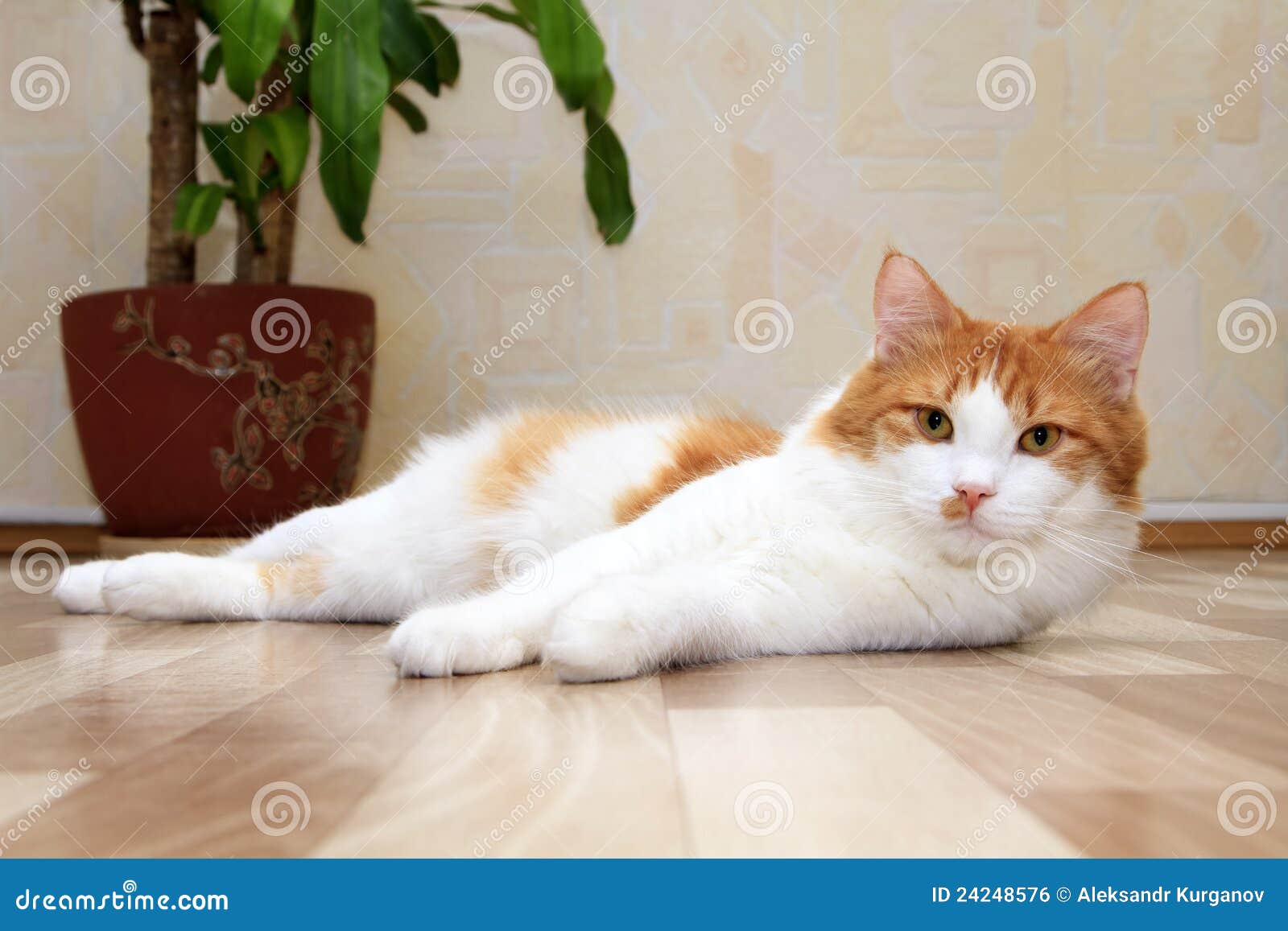 Cute Red and White Cat Lying Stock Photo - Image of fluffy, look: 24248576
