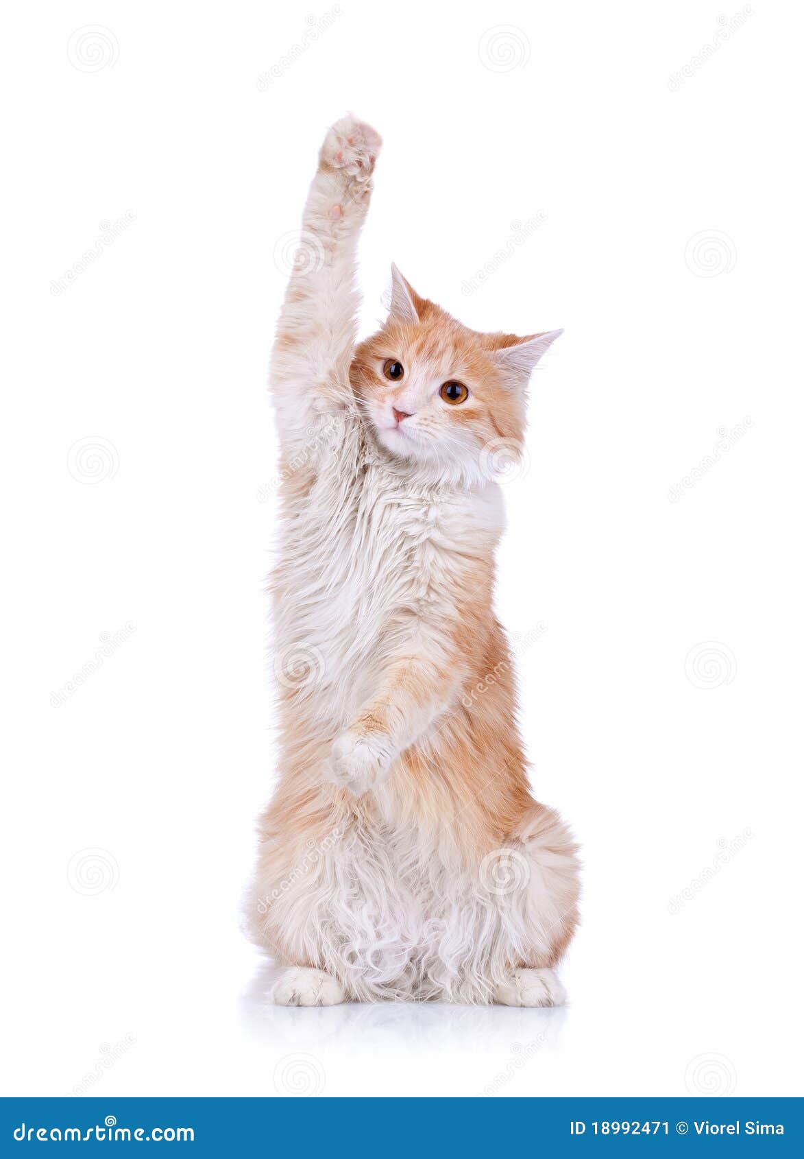 Cat Waving Bye