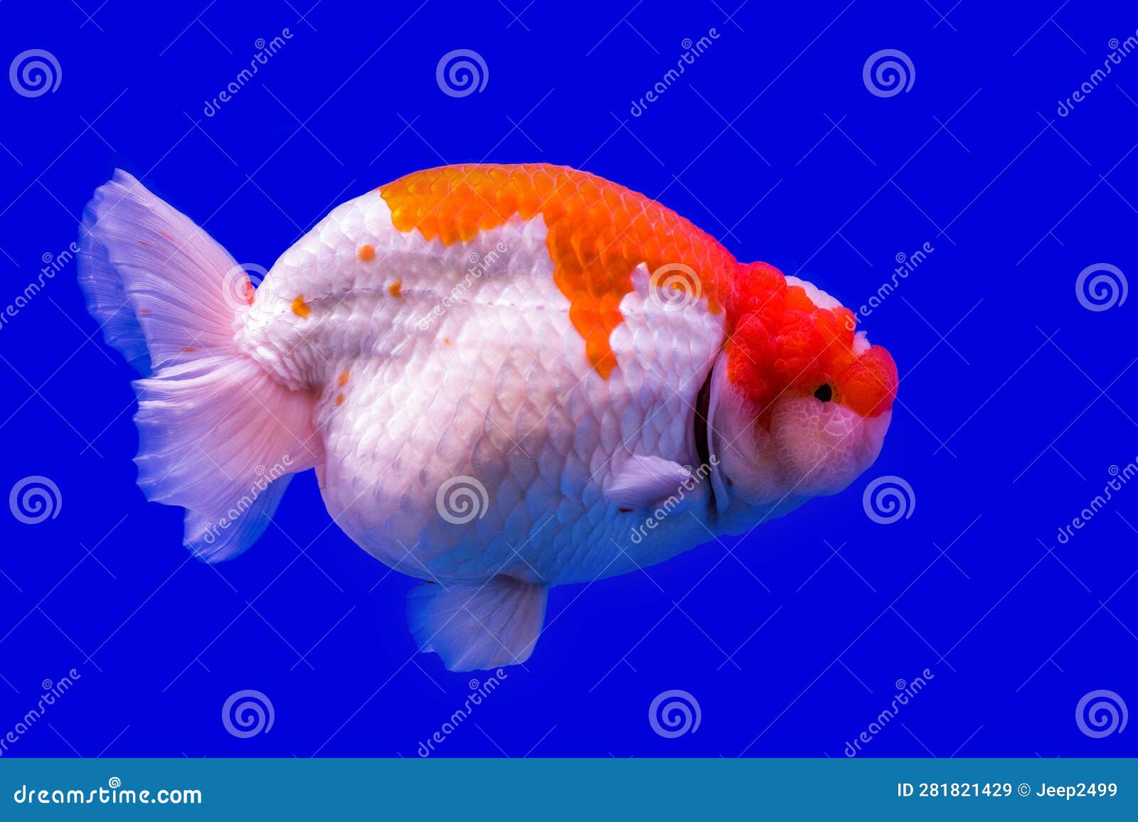 Cute Red and White Goldfish. Stock Image - Image of underwater, fish ...