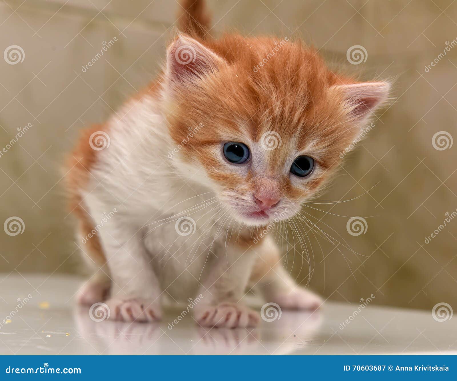 Cute red with white kitten stock image. Image of fluffy - 70603687