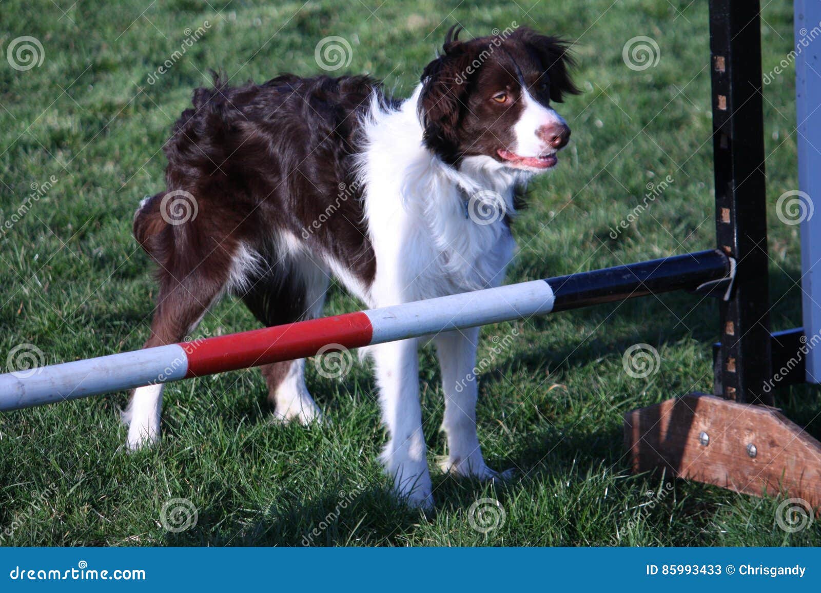 A Cute Red and White Spaniel Collie Cross Pet Working Dog Stock Image ...
