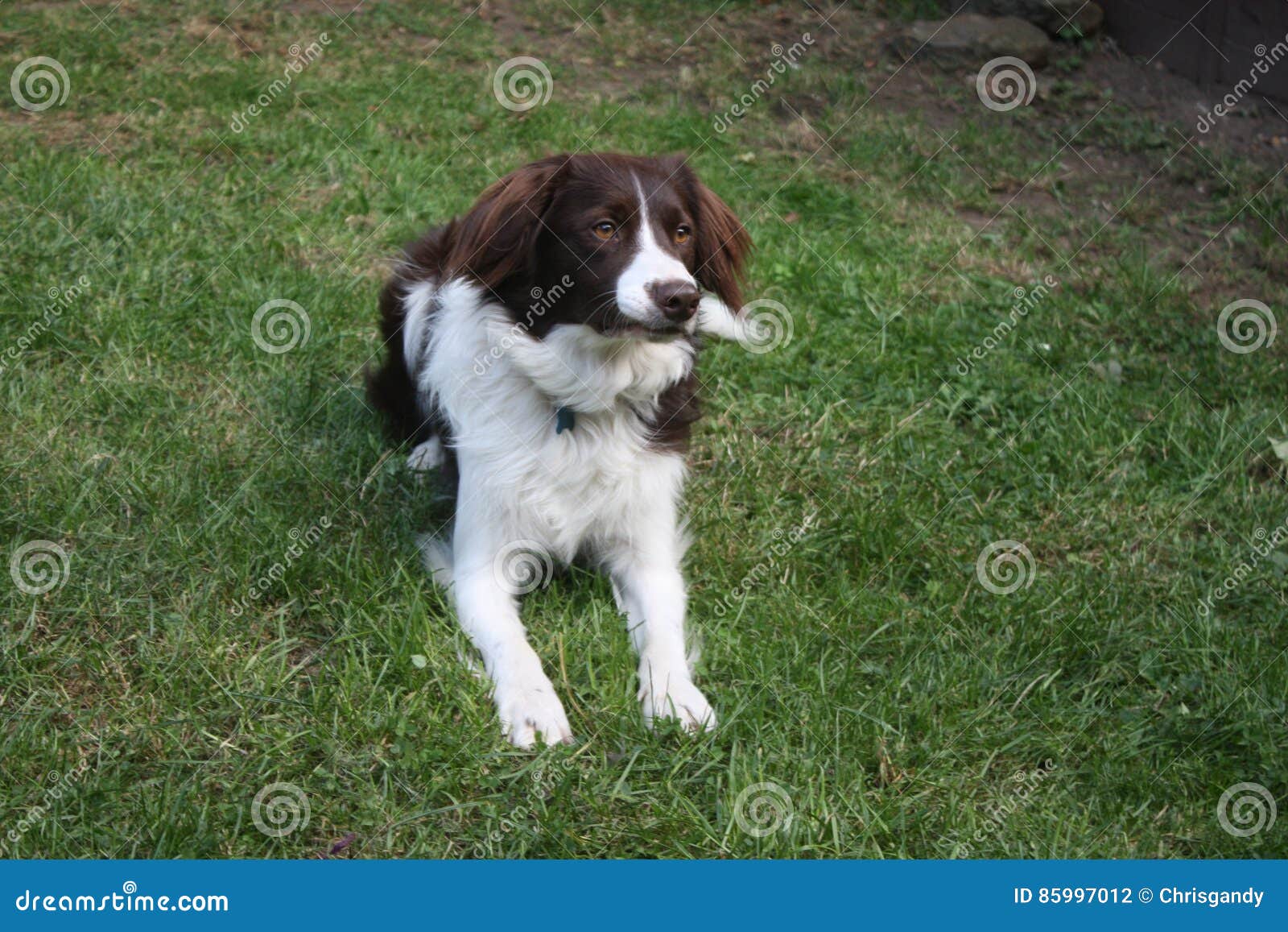 A Cute Red and White Spaniel Collie Cross Pet Working Dog Stock Photo ...