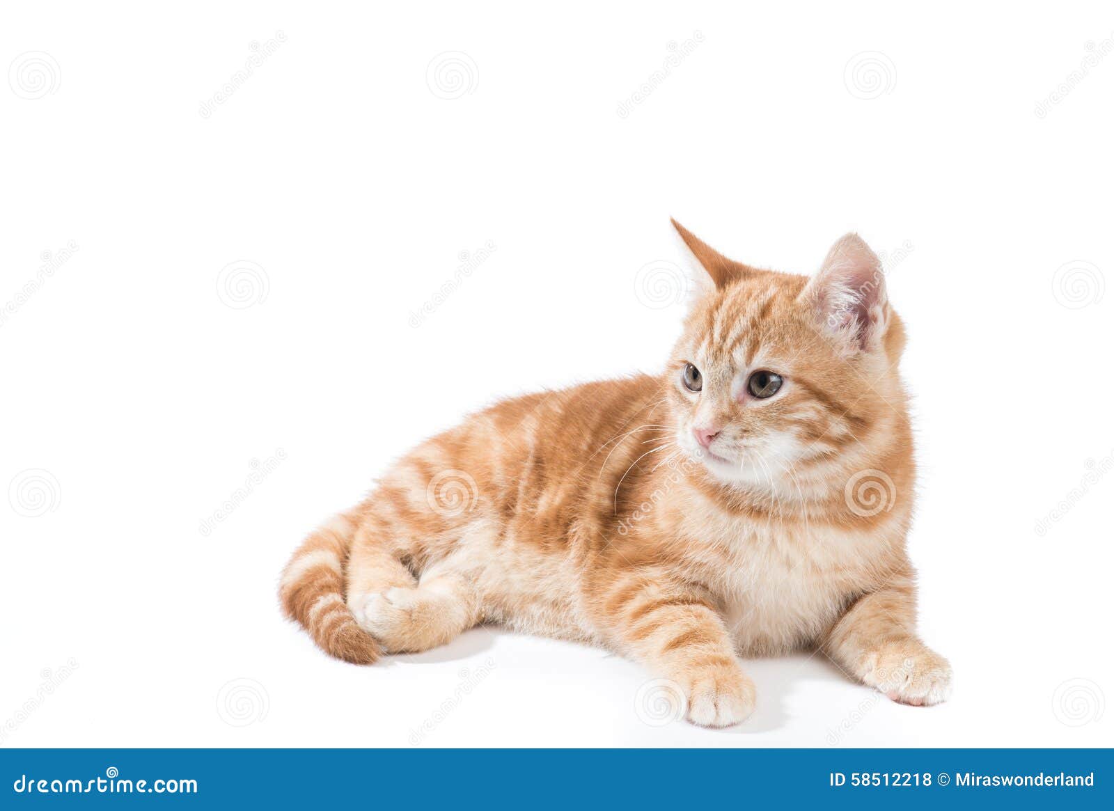 Cute Red Young Cat Lying Down Stock Photo - Image of lying, cute: 58512218