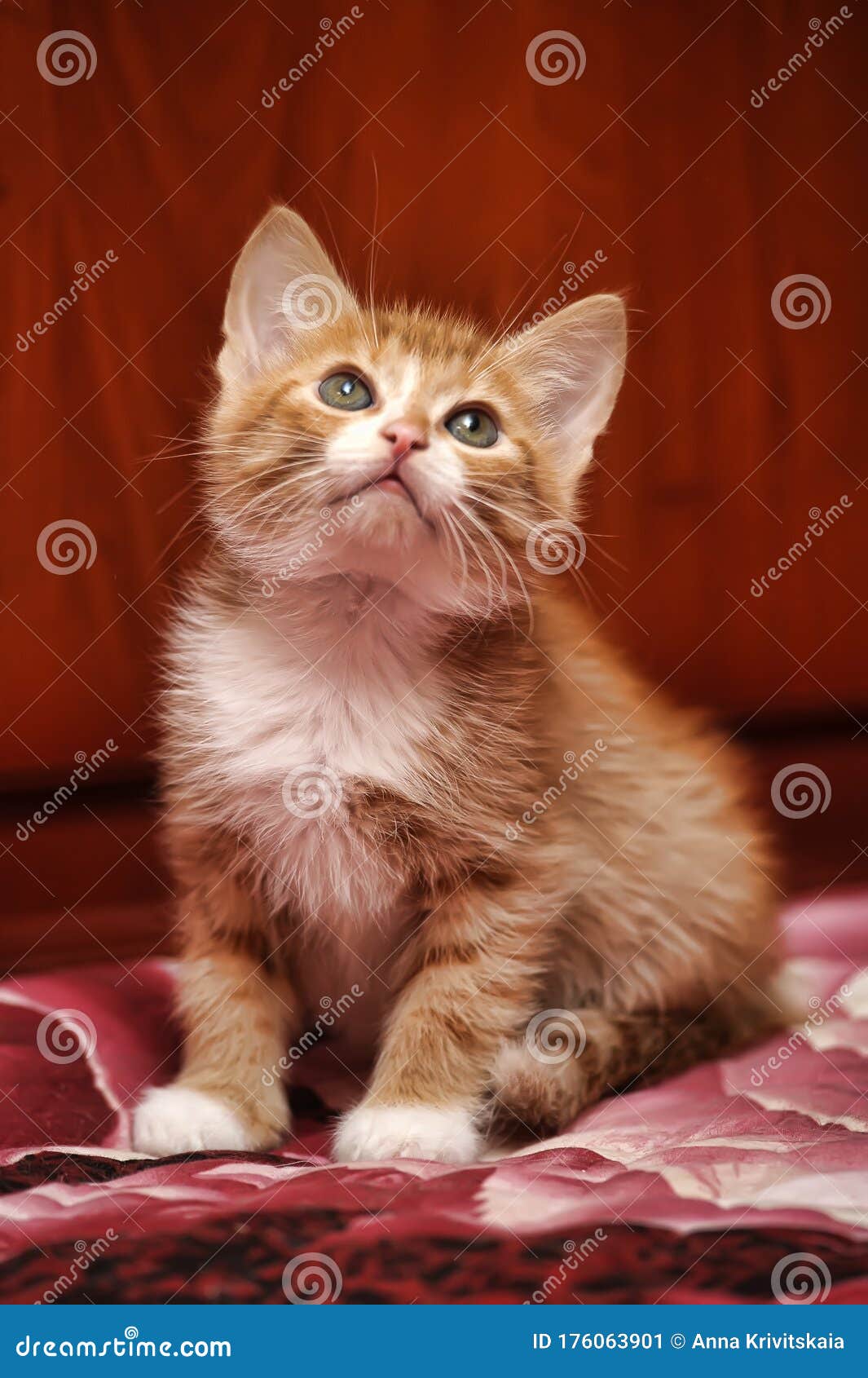 Cute ginger fluffy kitten stock image. Image of hammock - 176063901