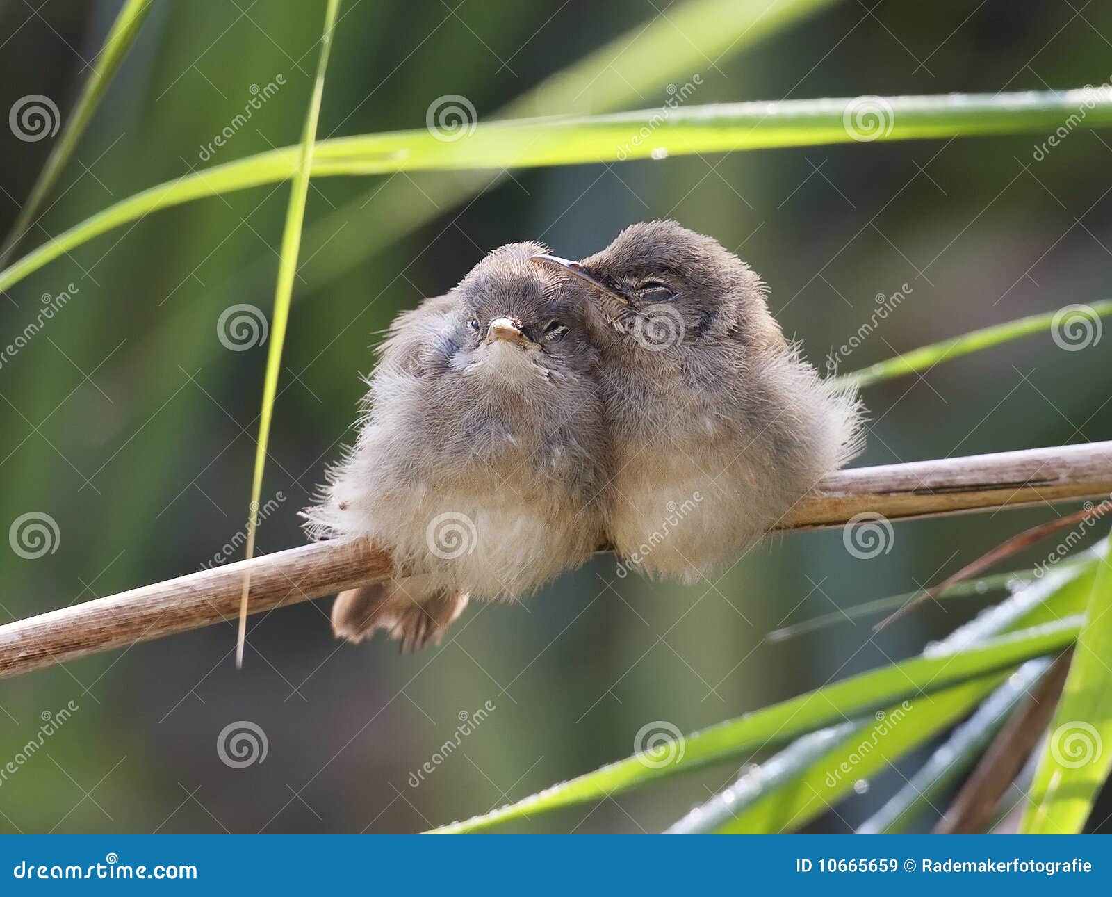 Cute Reed Warblers stock image. Image of baby, birds - 10665659