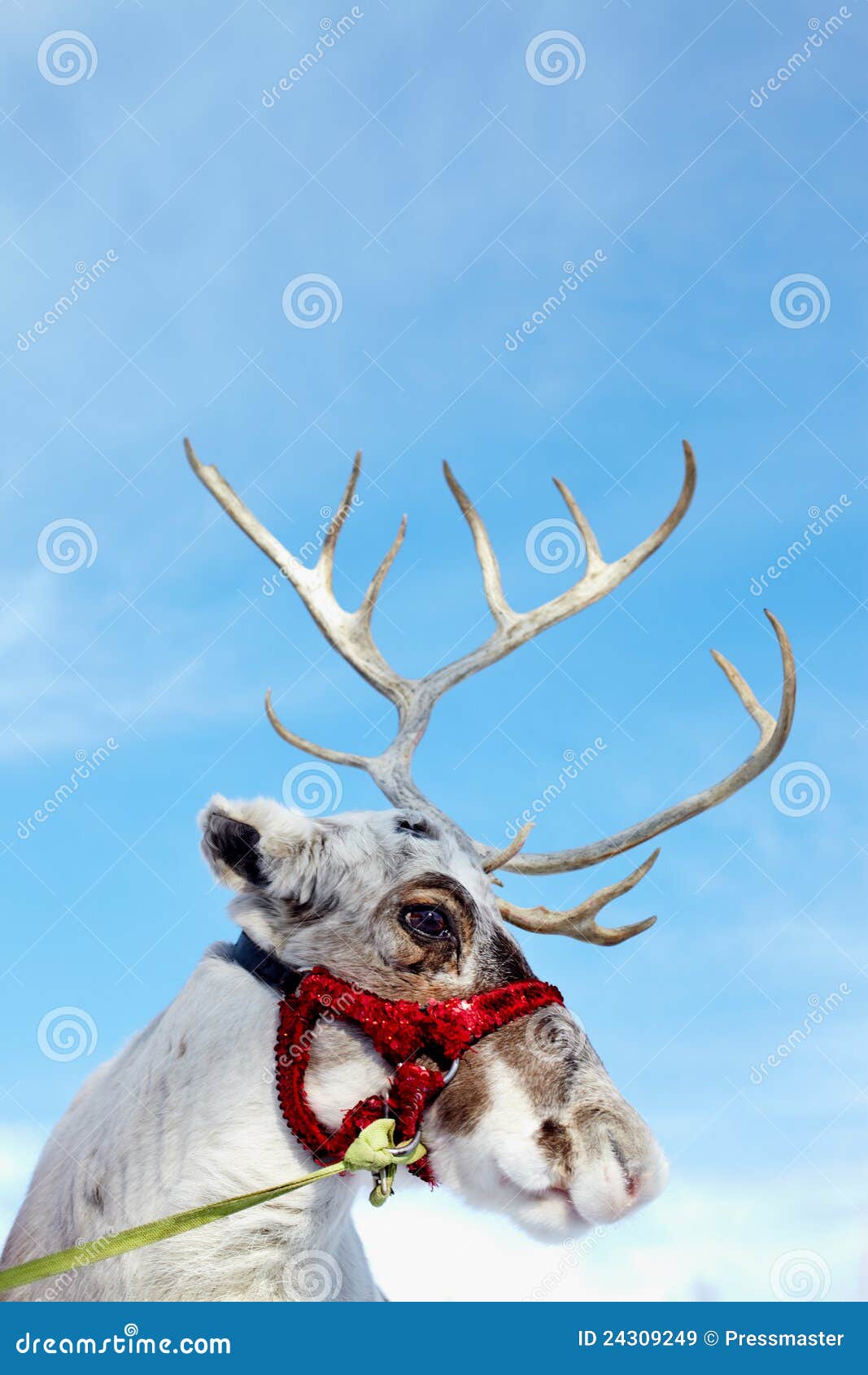 Cute reindeer stock image. Image of celebration, domestic - 24309249