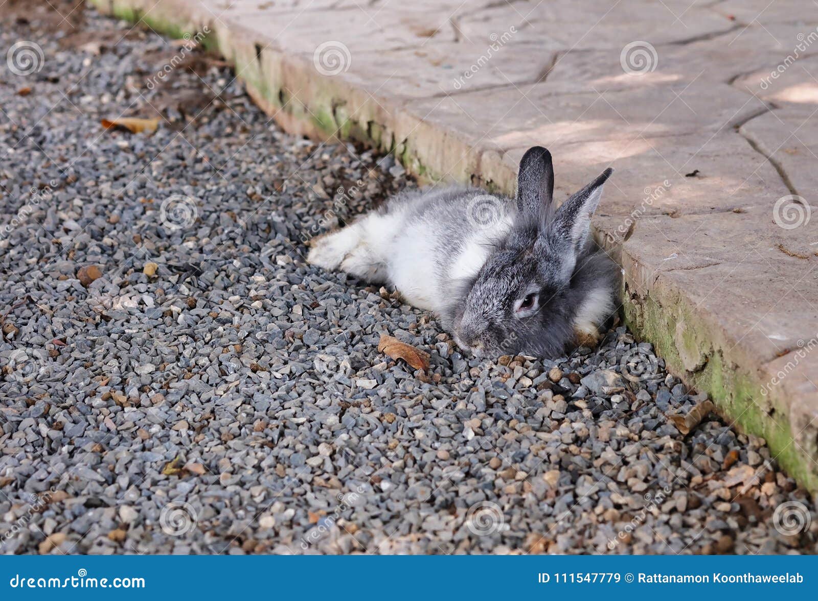 Cute Relaxing Rabbit with Nature Background Stock Image - Image of ...