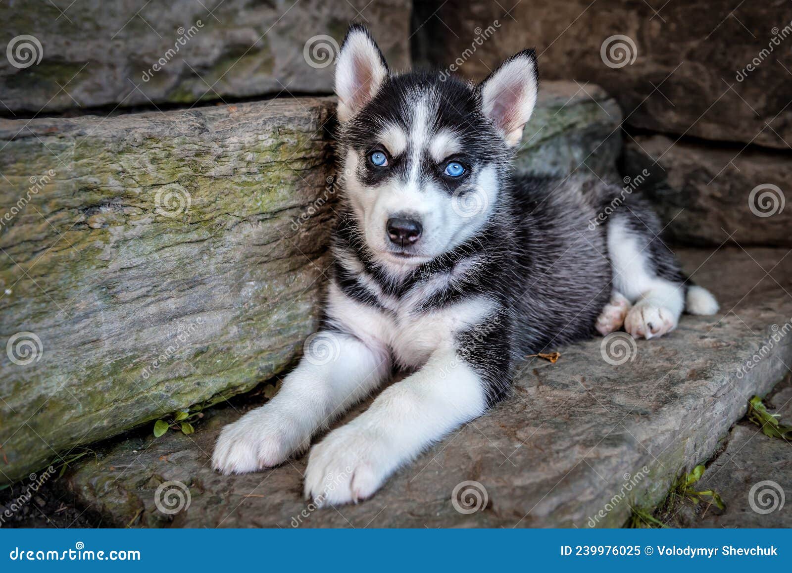 Cute resting husky puppy stock image. Image of beauty - 239976025