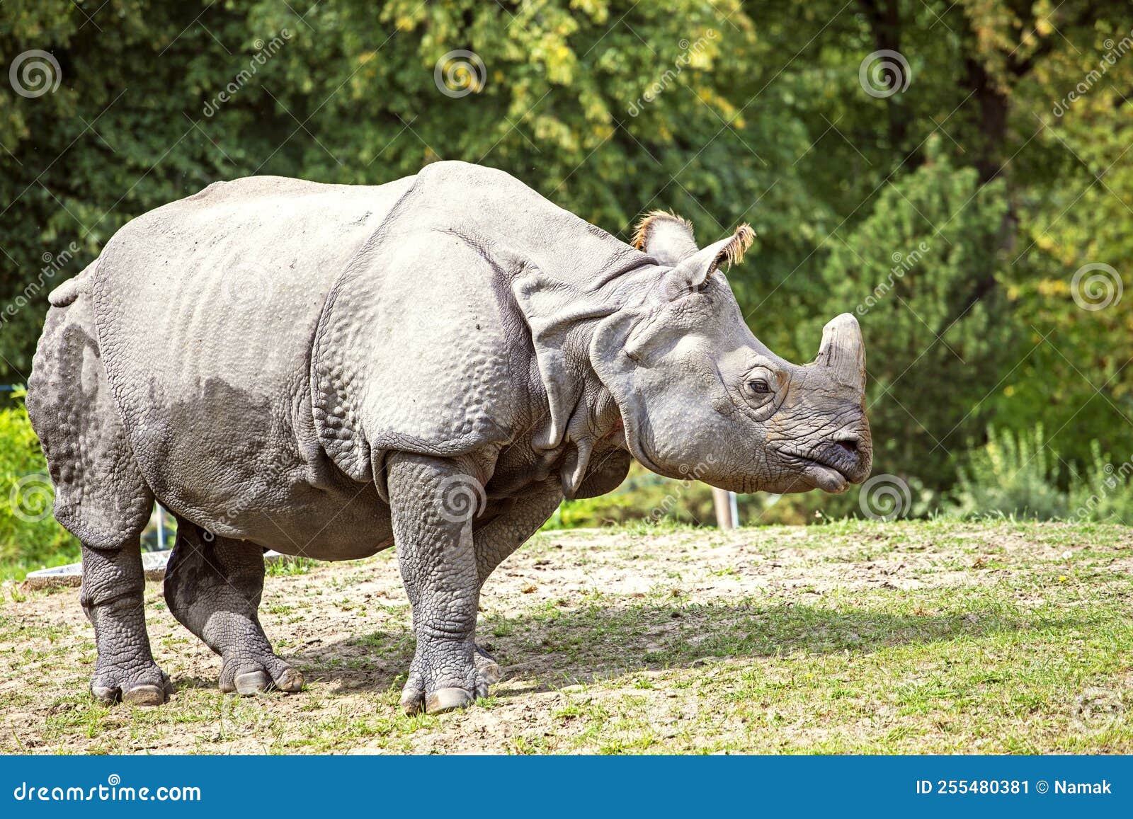 Cute Rhinoceros in Profile in the Wild Lit by the Sun. Horizontal Stock ...