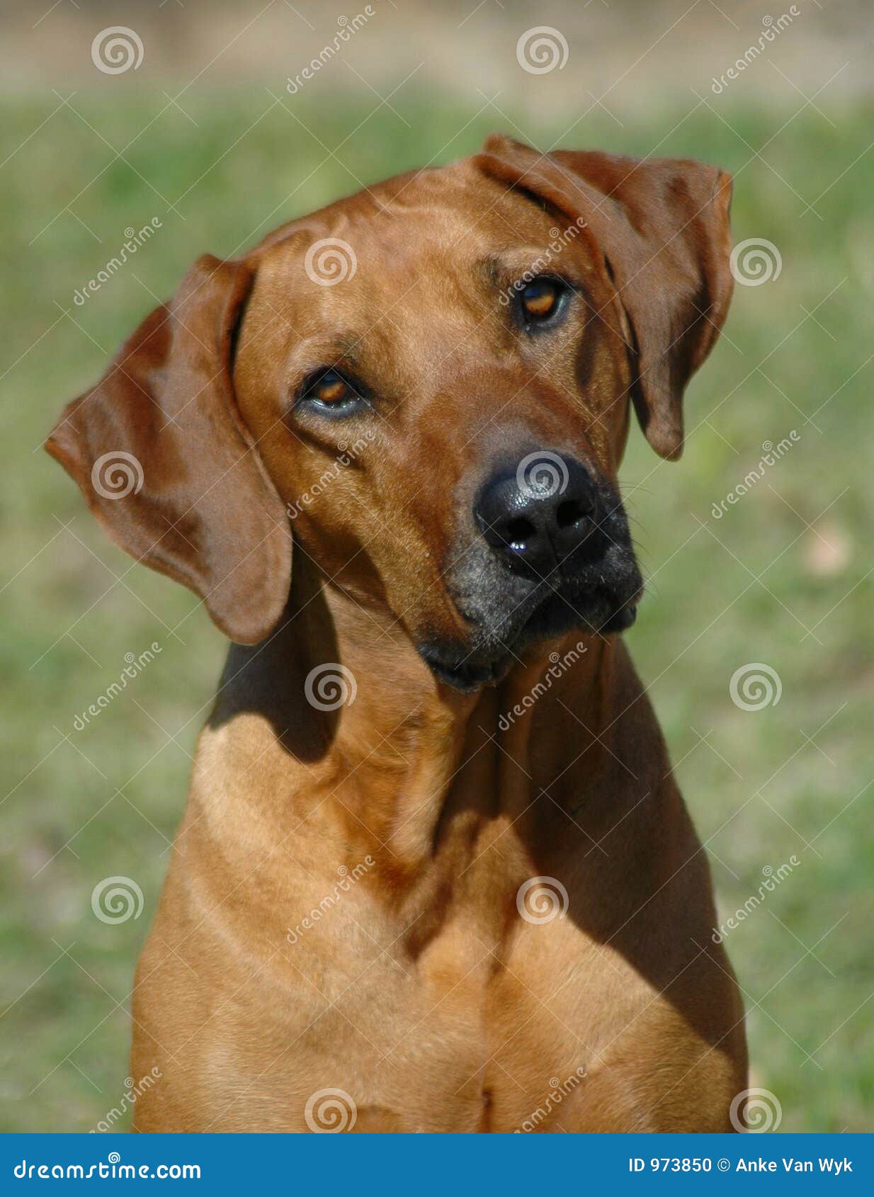 Cute Rhodesian Ridgeback stock photo. Image of attentive - 973850