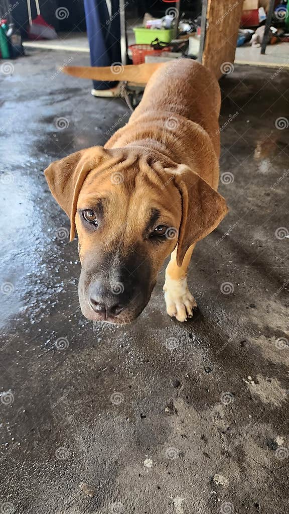 Cute Rhodesian Ridgeback Dog Looking Stock Image - Image of ridge, hair ...