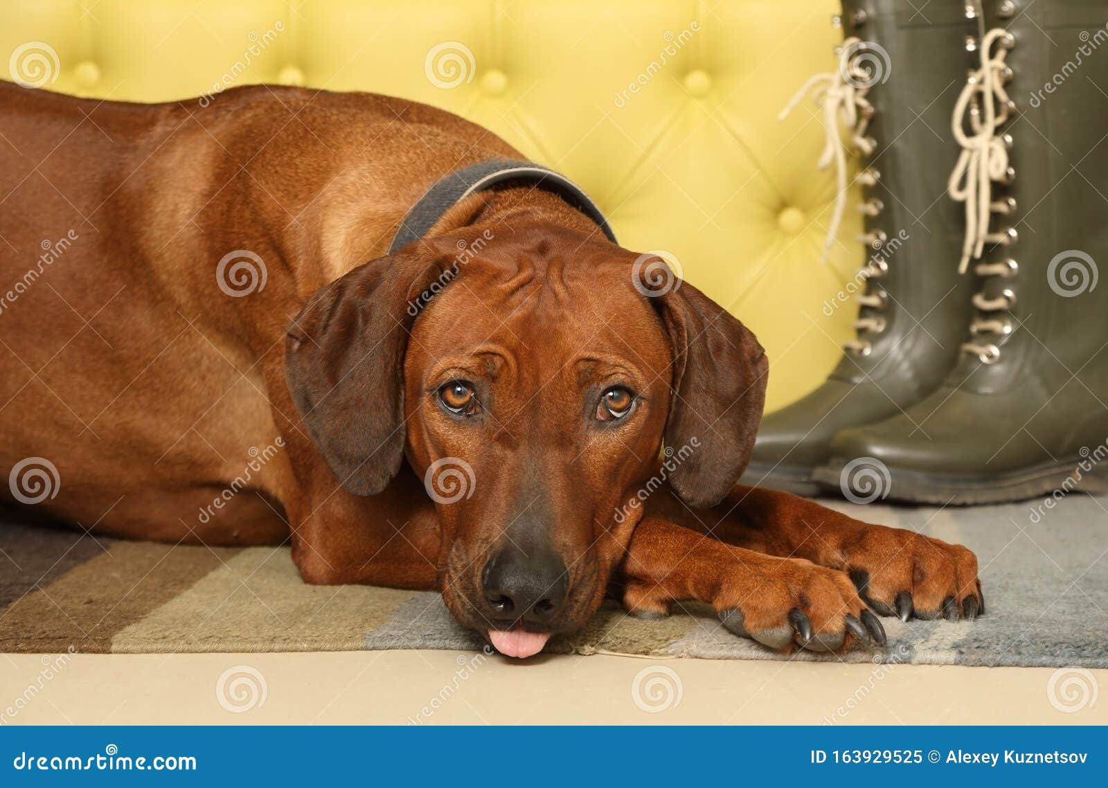 Cute Rhodesian Ridgeback Stock Photography | CartoonDealer.com #973850