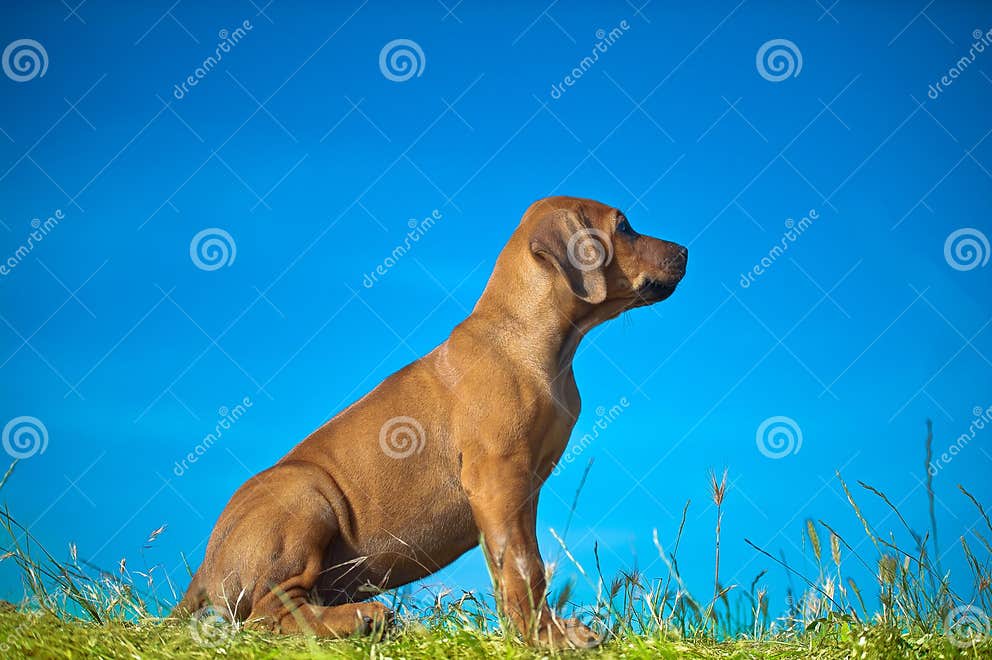 Cute Rhodesian Ridgeback Puppy Stock Image - Image of field, nature ...