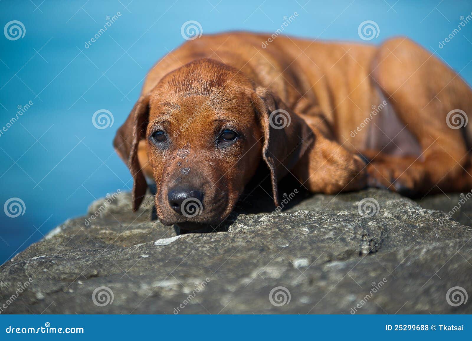 Cute Rhodesian Ridgeback Puppy at the Sea Stock Photo - Image of ...
