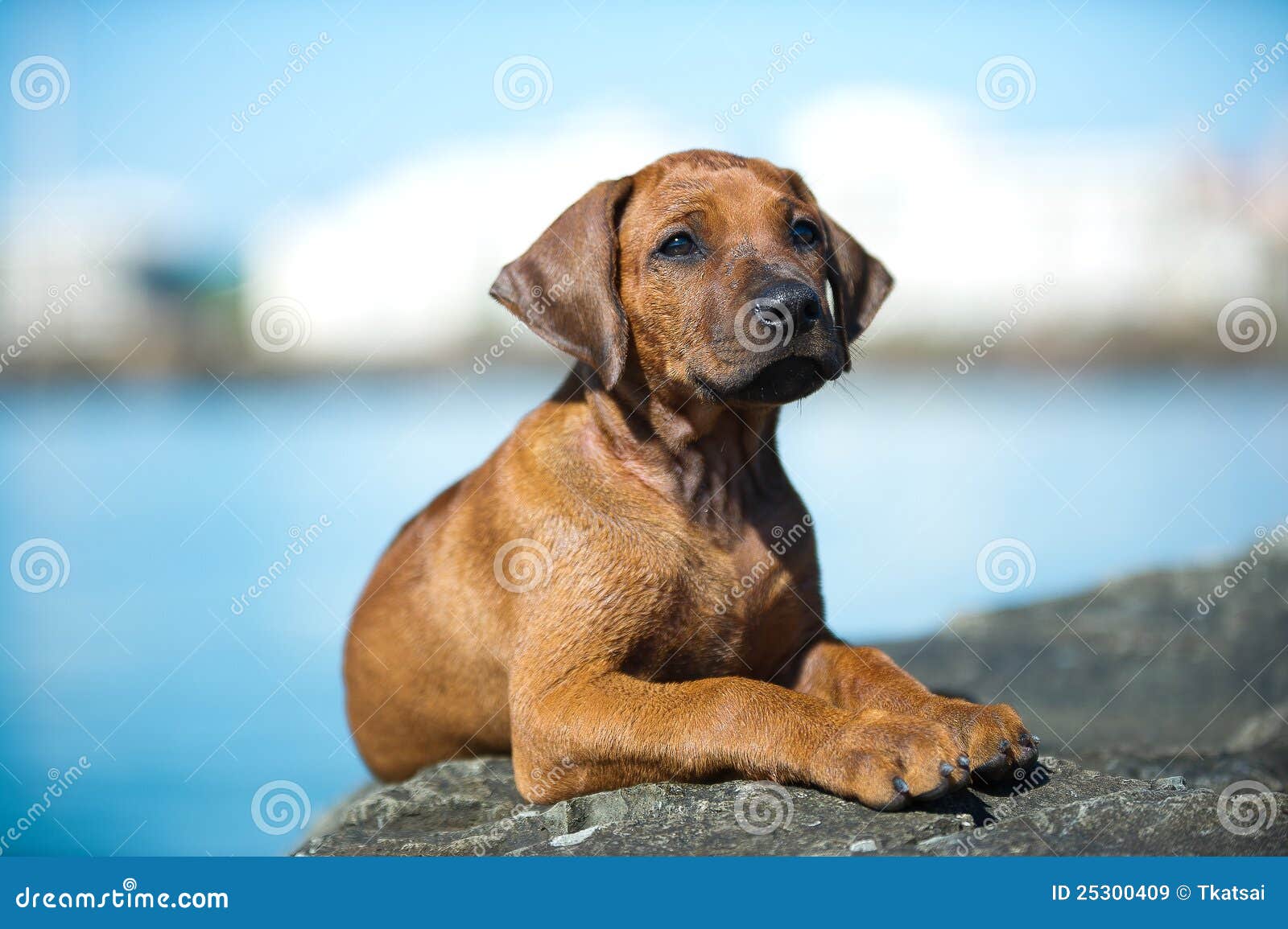 Cute Rhodesian Ridgeback Puppy at the Sea Stock Image - Image of cute ...