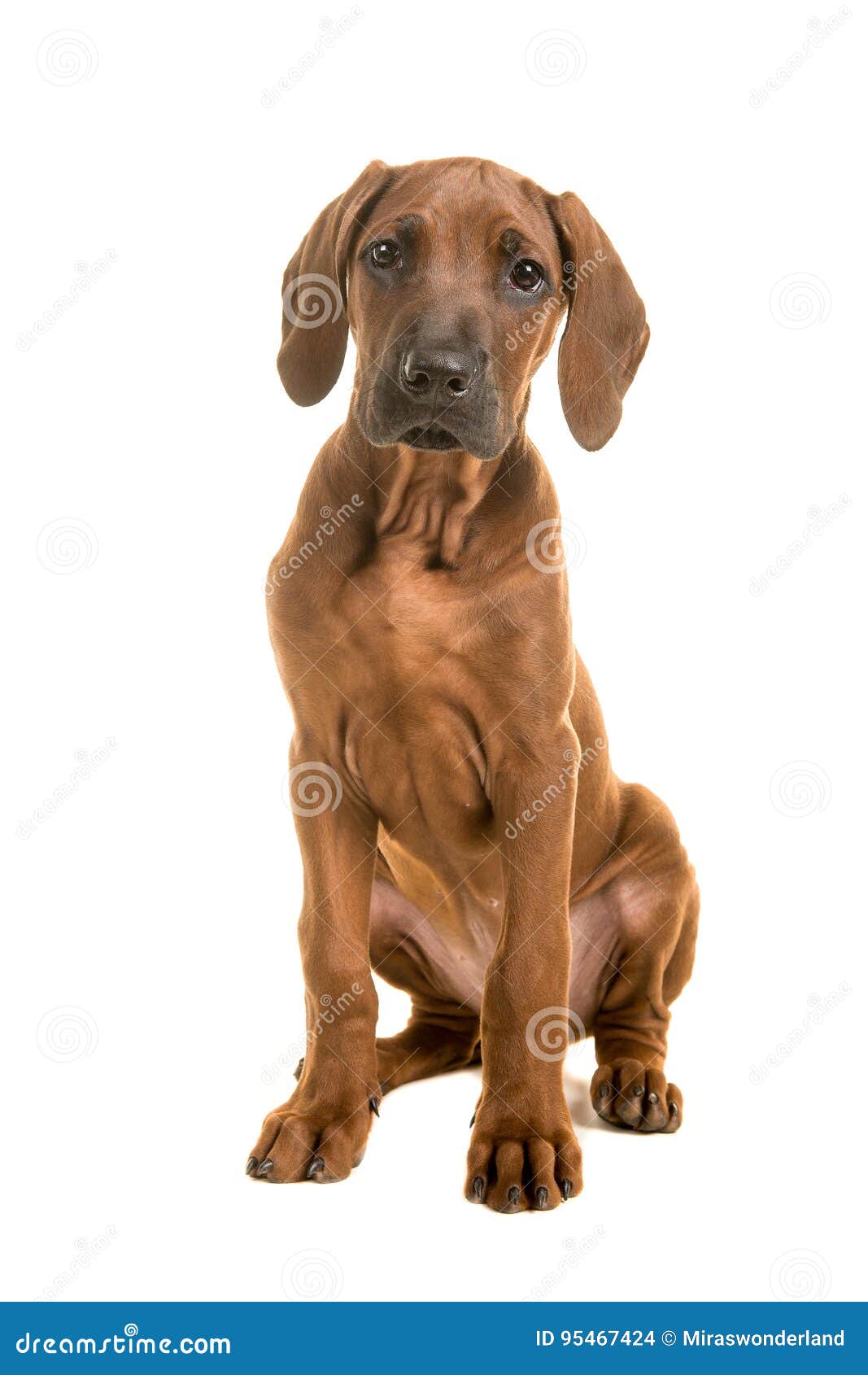 Cute Rhodesian Ridgeback Puppy Sitting Leaning Forward Stock Photo ...