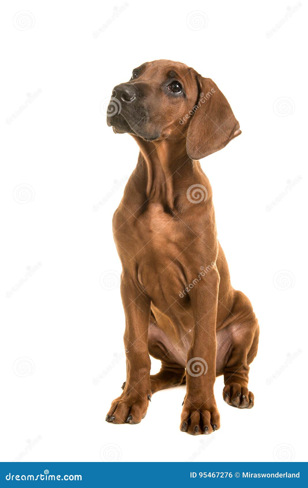 Cute Rhodesian Ridgeback Stock Photography | CartoonDealer.com #973850