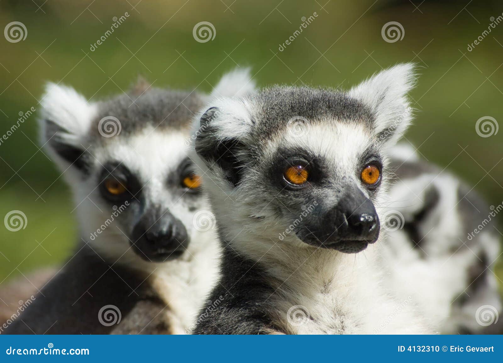 Cute ring-tailed lemur stock photo. Image of furry, staring - 4132310