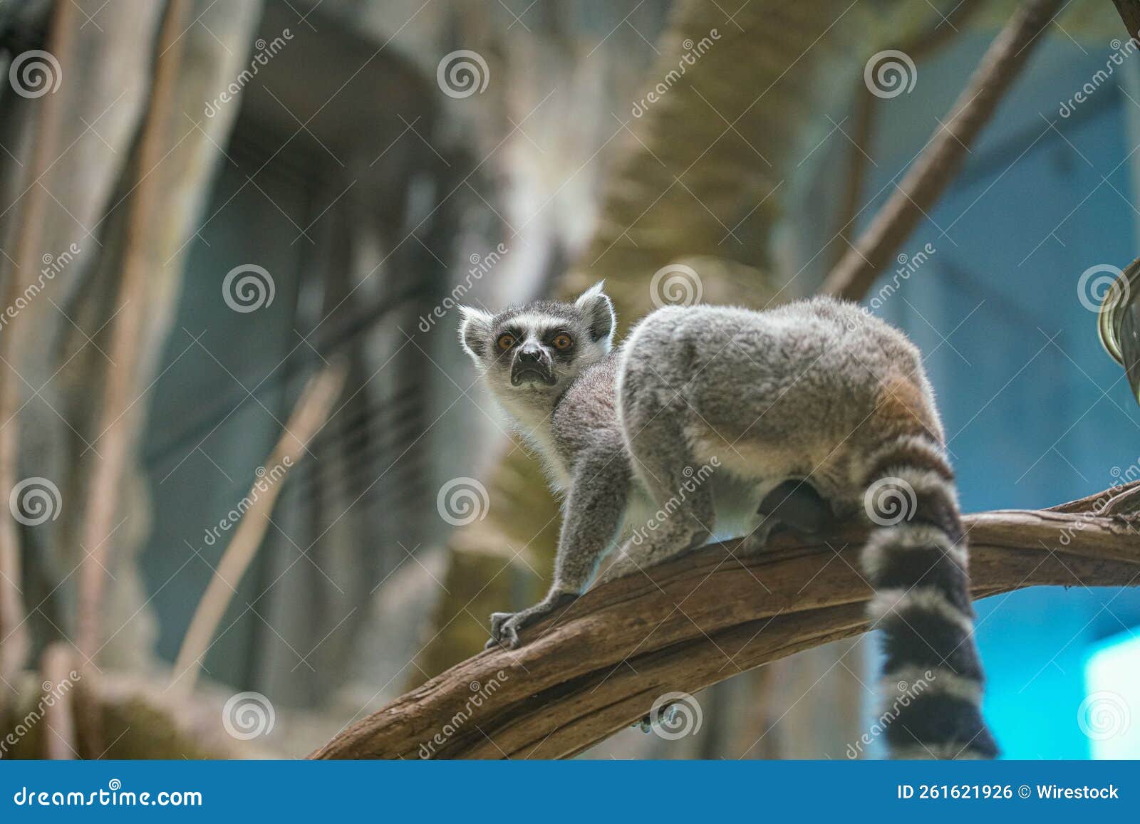 Cute Ring-tailed Lemur Standing on the Tree Branch Stock Photo - Image ...