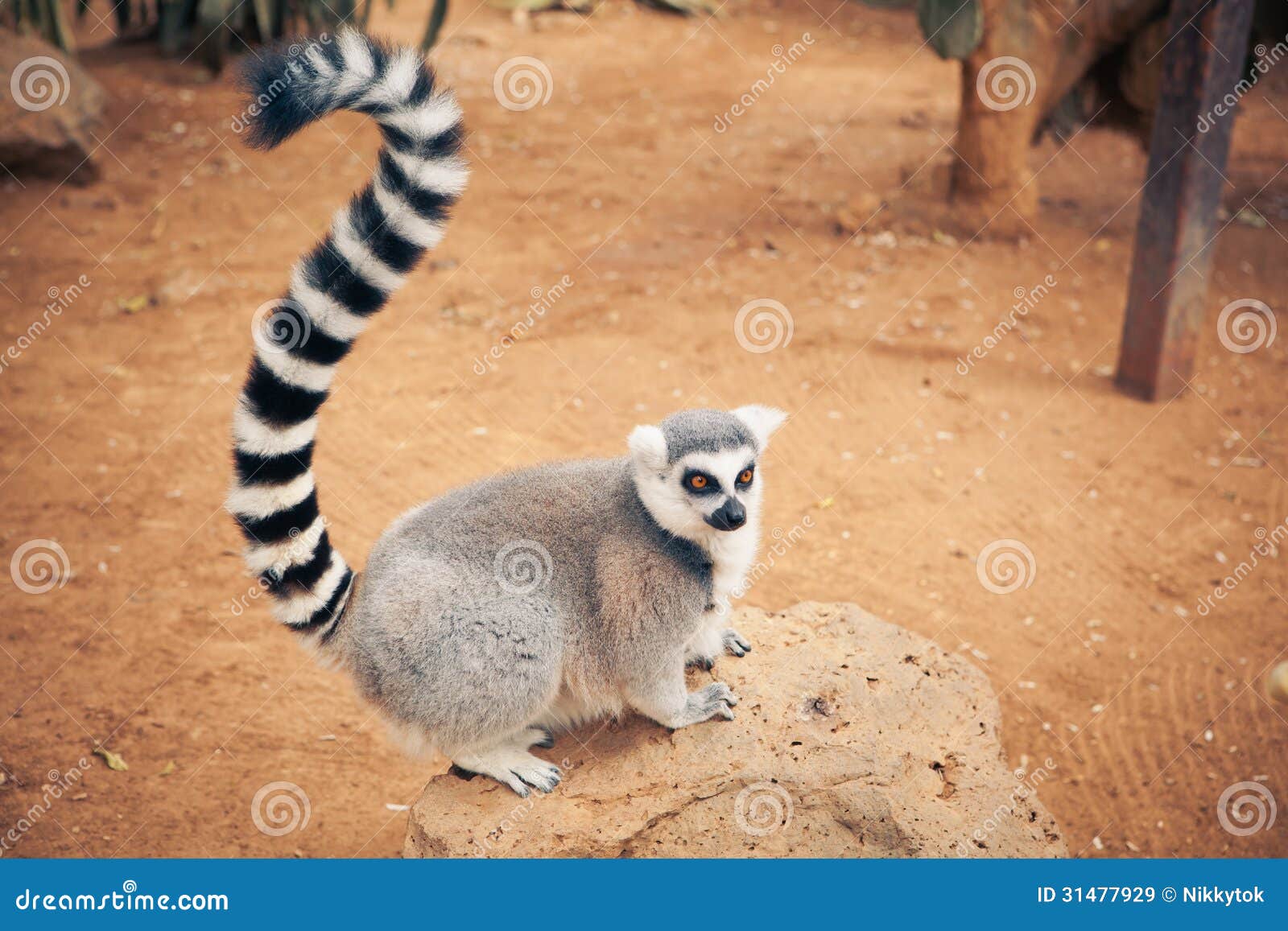Cute ring-tailed lemur stock image. Image of cute, african - 31477929