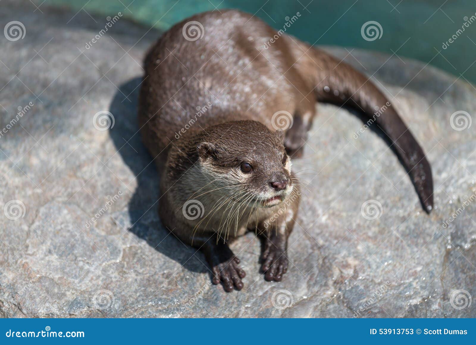 Cute River Otter stock image. Image of weasel, animals - 53913753