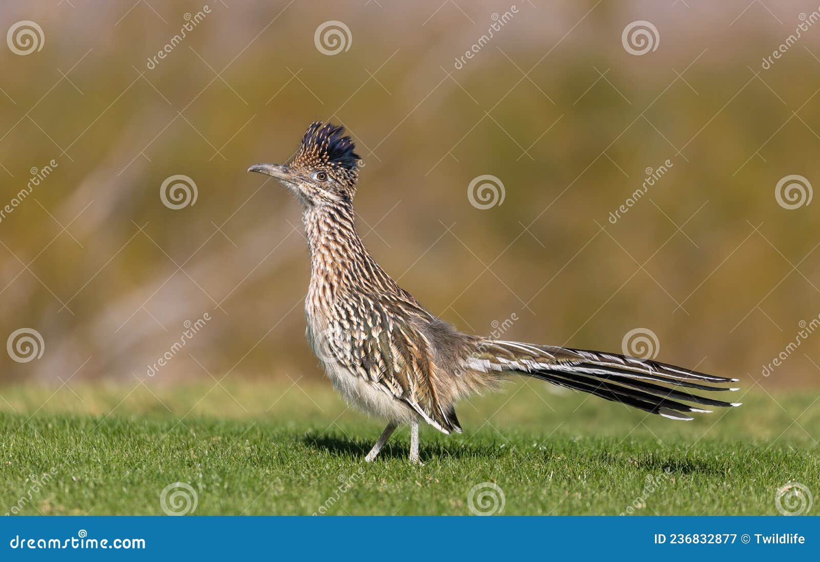Cute Roadrunner in Arizona stock image. Image of arizona - 236832877